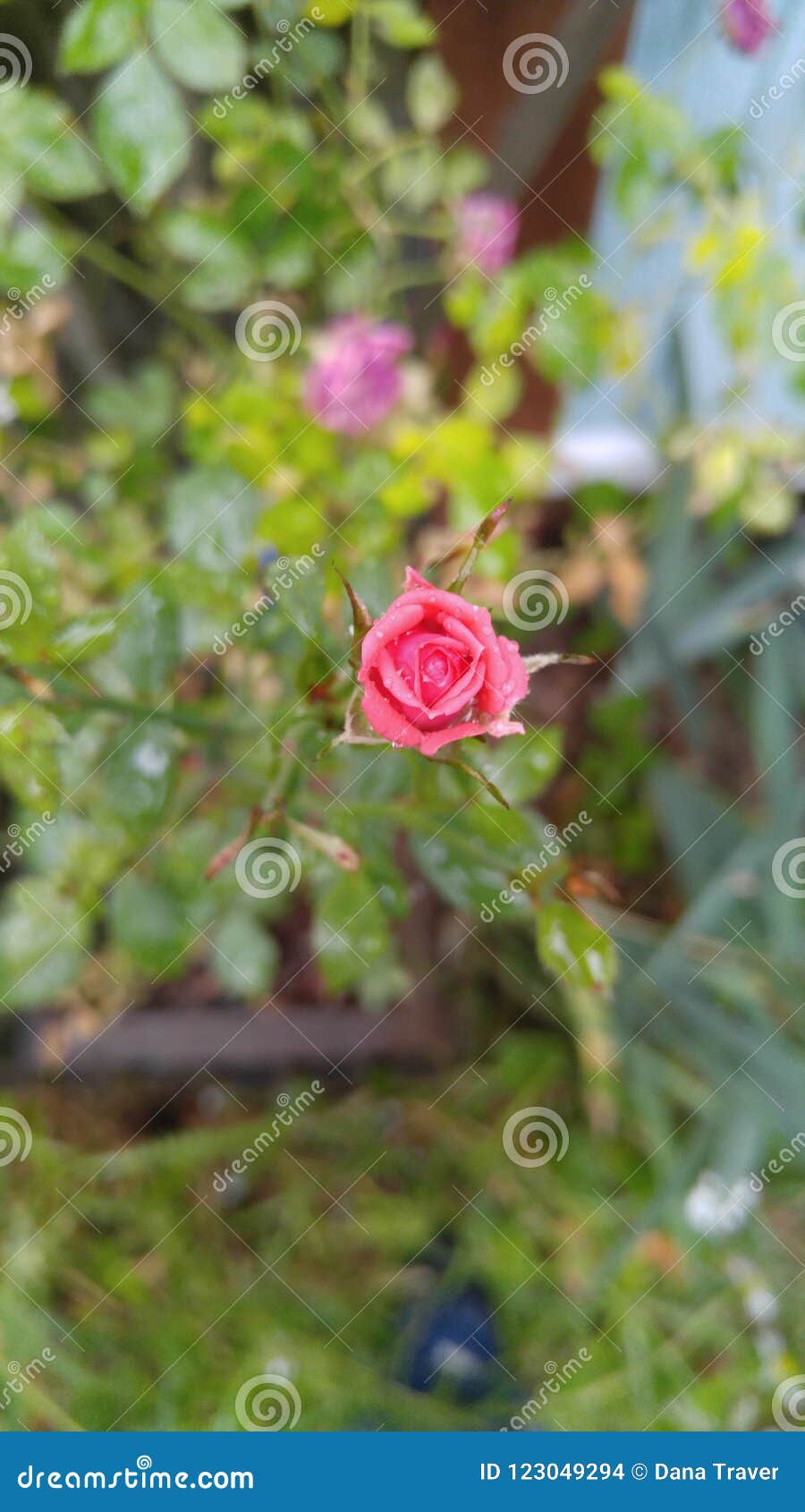 Baby Roses stock photo. Image of pink, beautiful, roses - 123049294