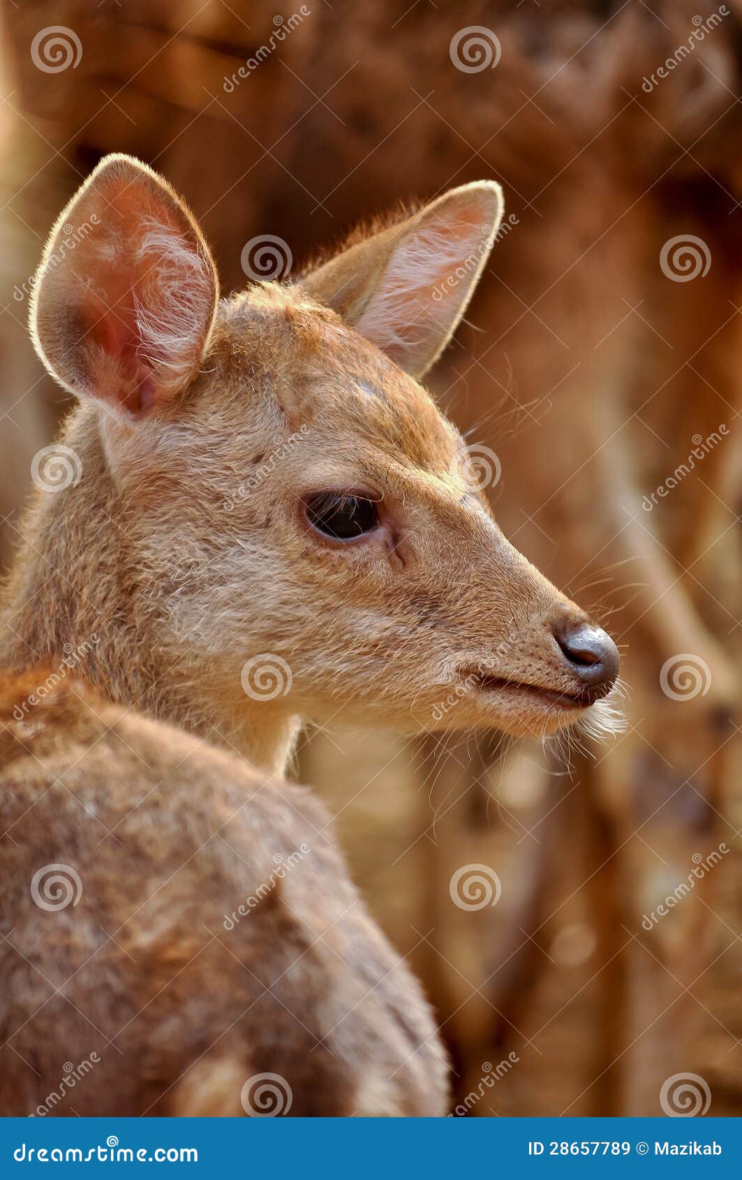 Baby rusa deer stock image. Image of live, grazing, environment - 28657789