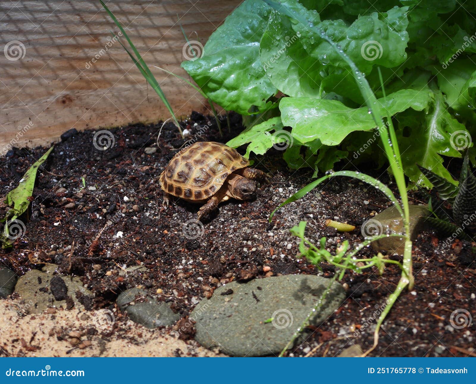 Russian Tortoise Habitat