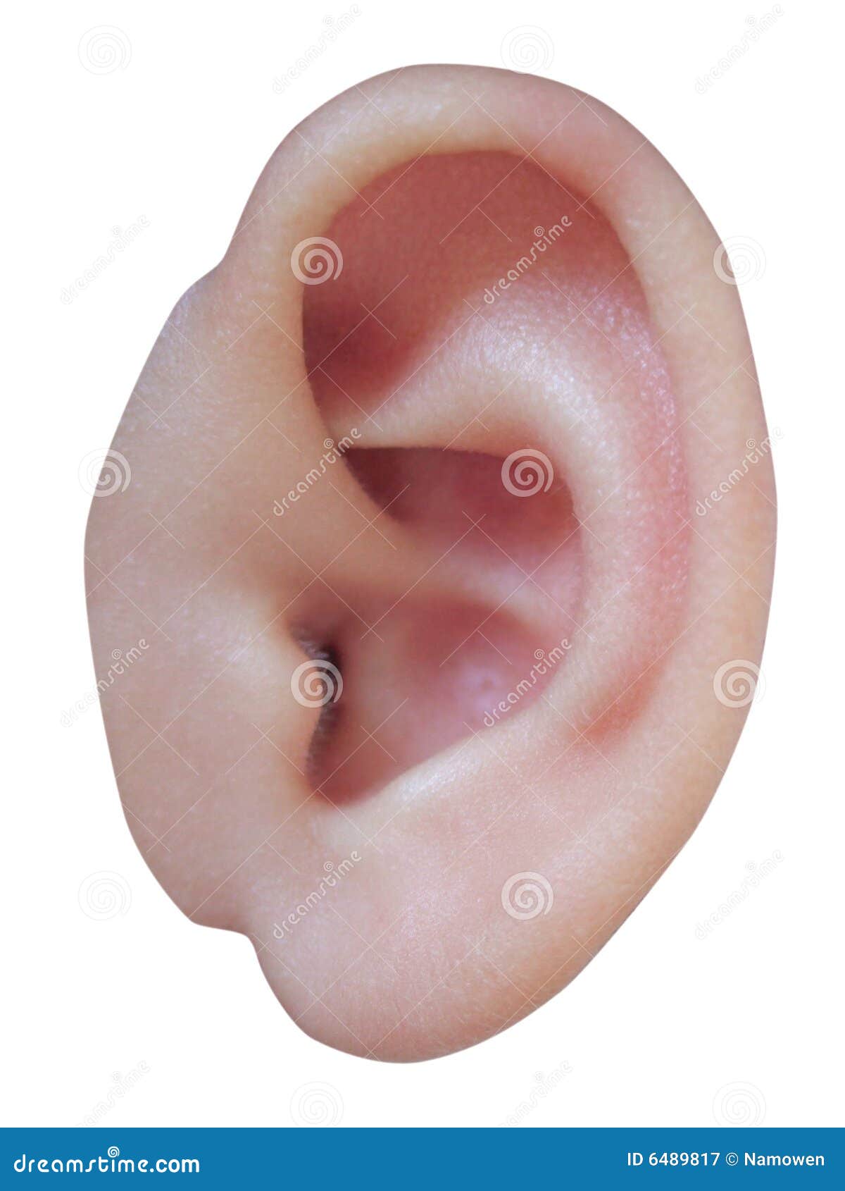 Baby s ear stock image. Image of head, child, facial, lobe - 6489817