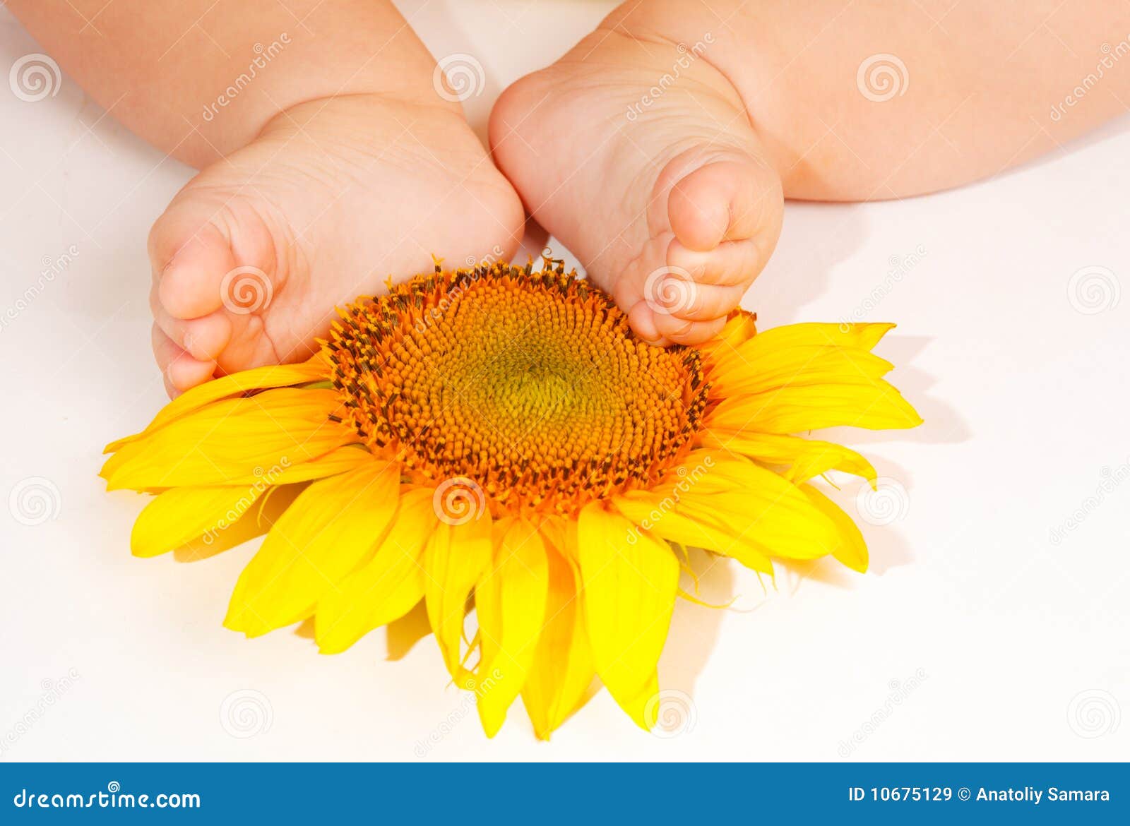 Baby s feet on sunflower stock image. Image of flower - 10675129
