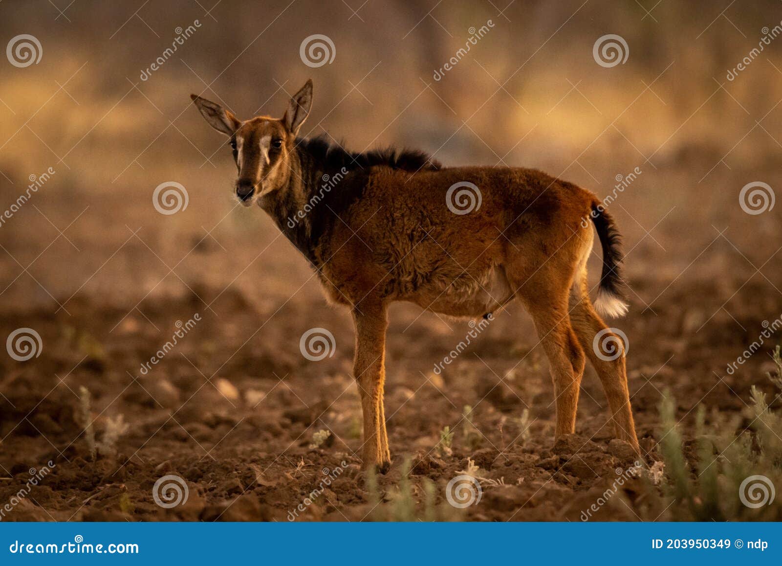 Sable Antelope Baby
