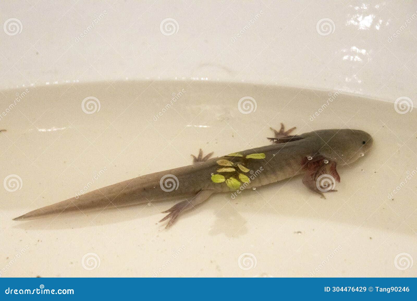 Baby Salamander as a pet stock image. Image of baby - 304476429