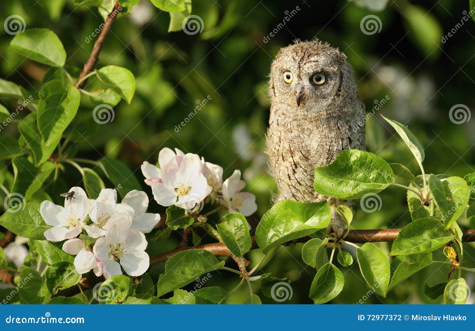 Baby scops owl in spring stock photo. Image of horned - 72977372