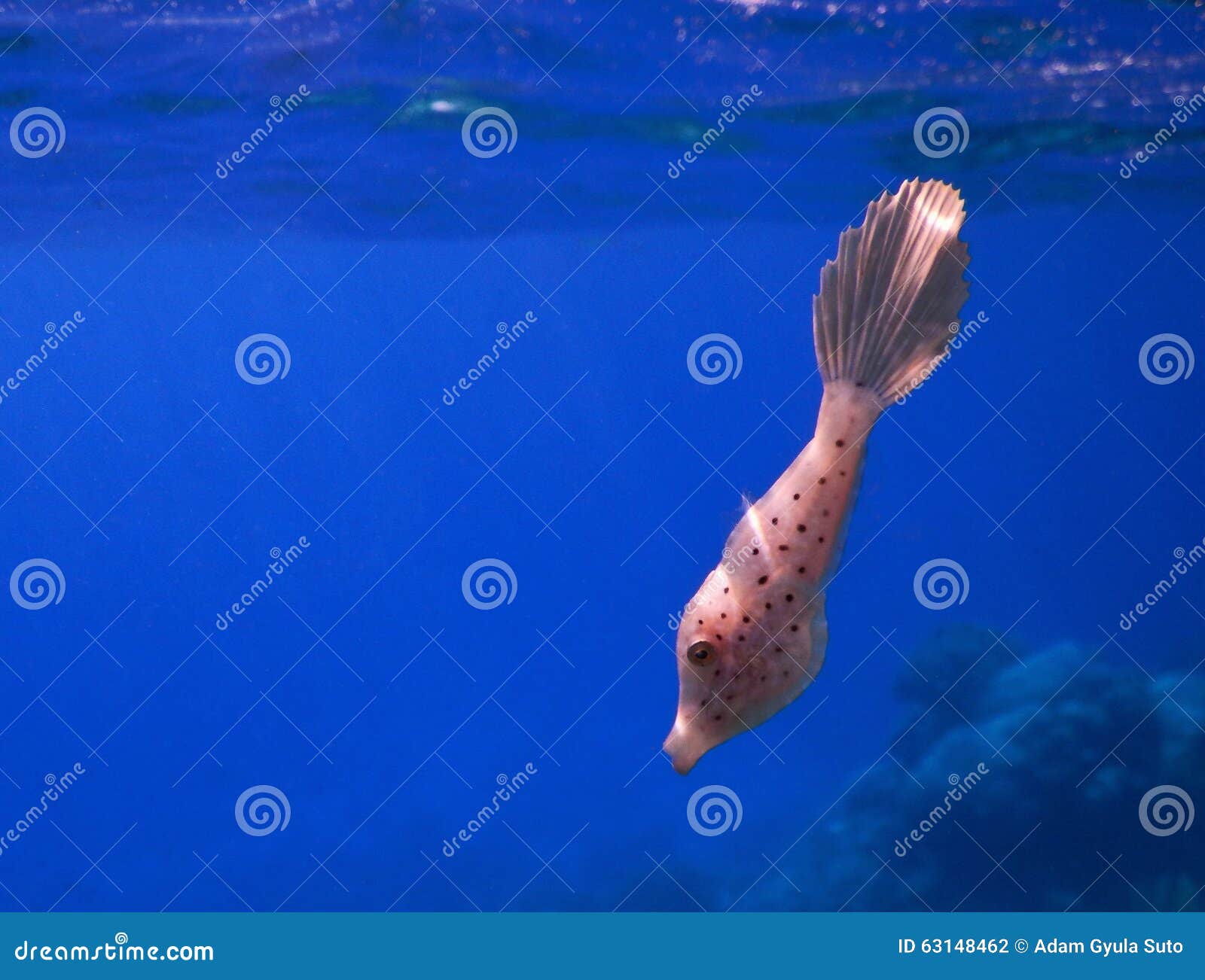 Baby scrawled filefish stock photo. Image of marine, scrawled - 63148462