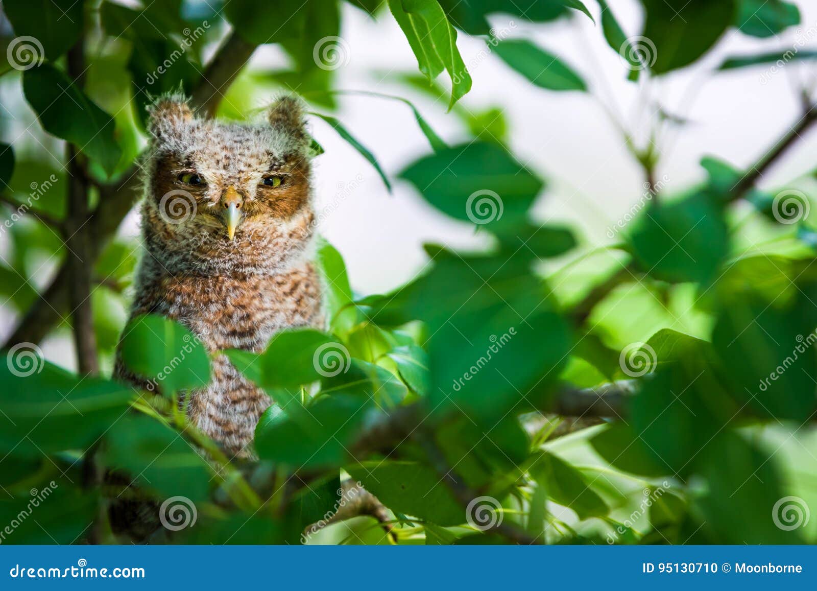 Baby Screech Owl stock photo. Image of environment, gray - 95130710