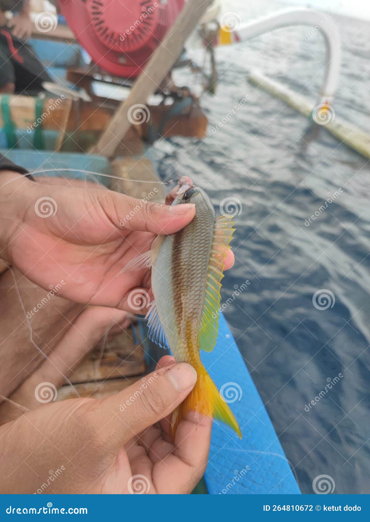 Baby sea fish stock photo. Image of food, hand, animal - 264810672