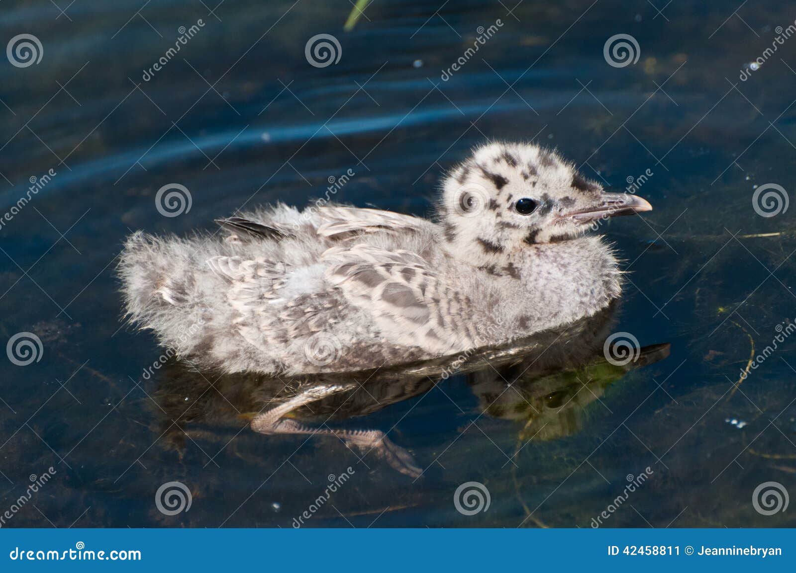 Baby Sea Gull stock image. Image of standing, swimming - 42458811