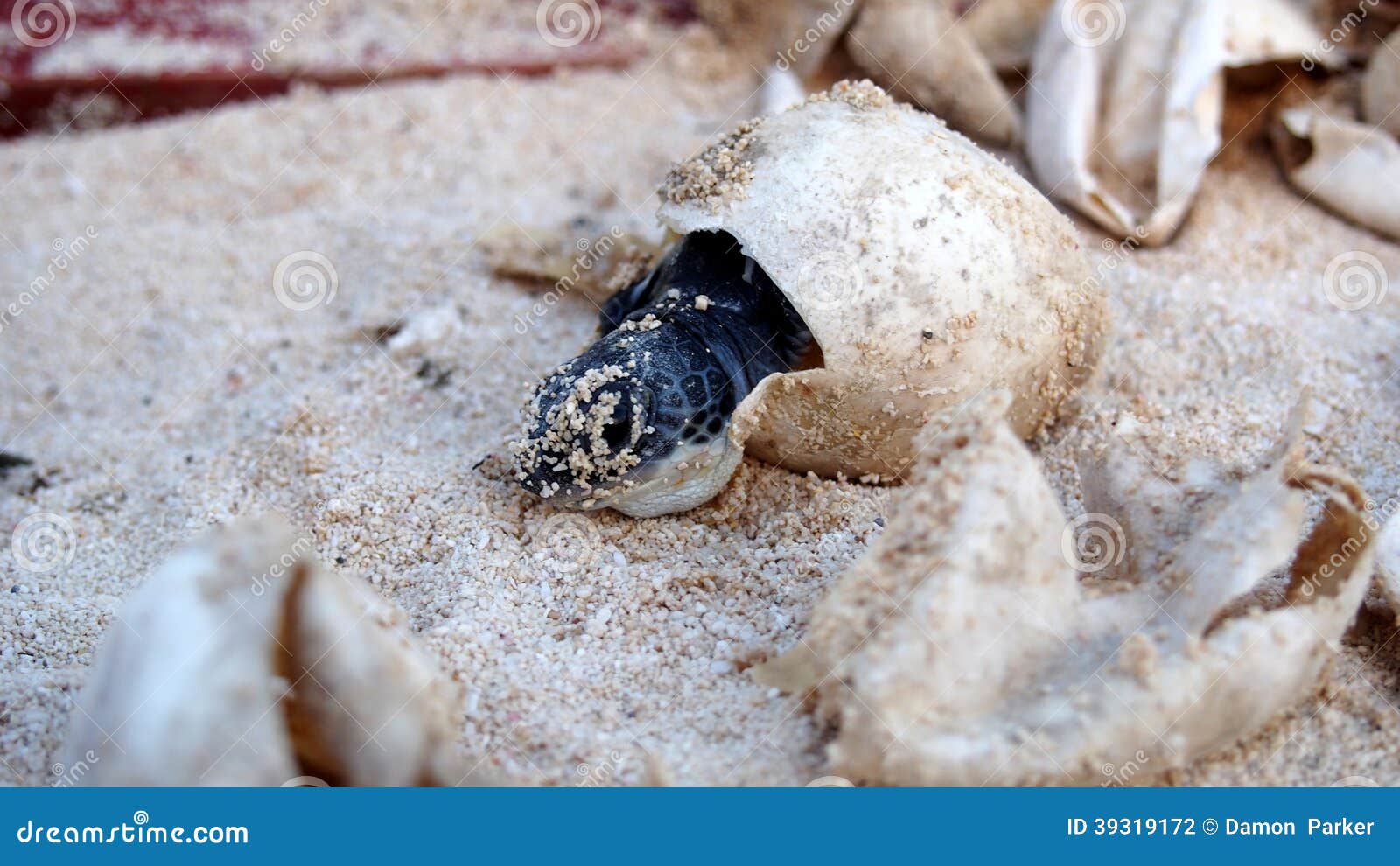 Baby Sea Turtle hatching stock photo. Image of mexico - 39319172
