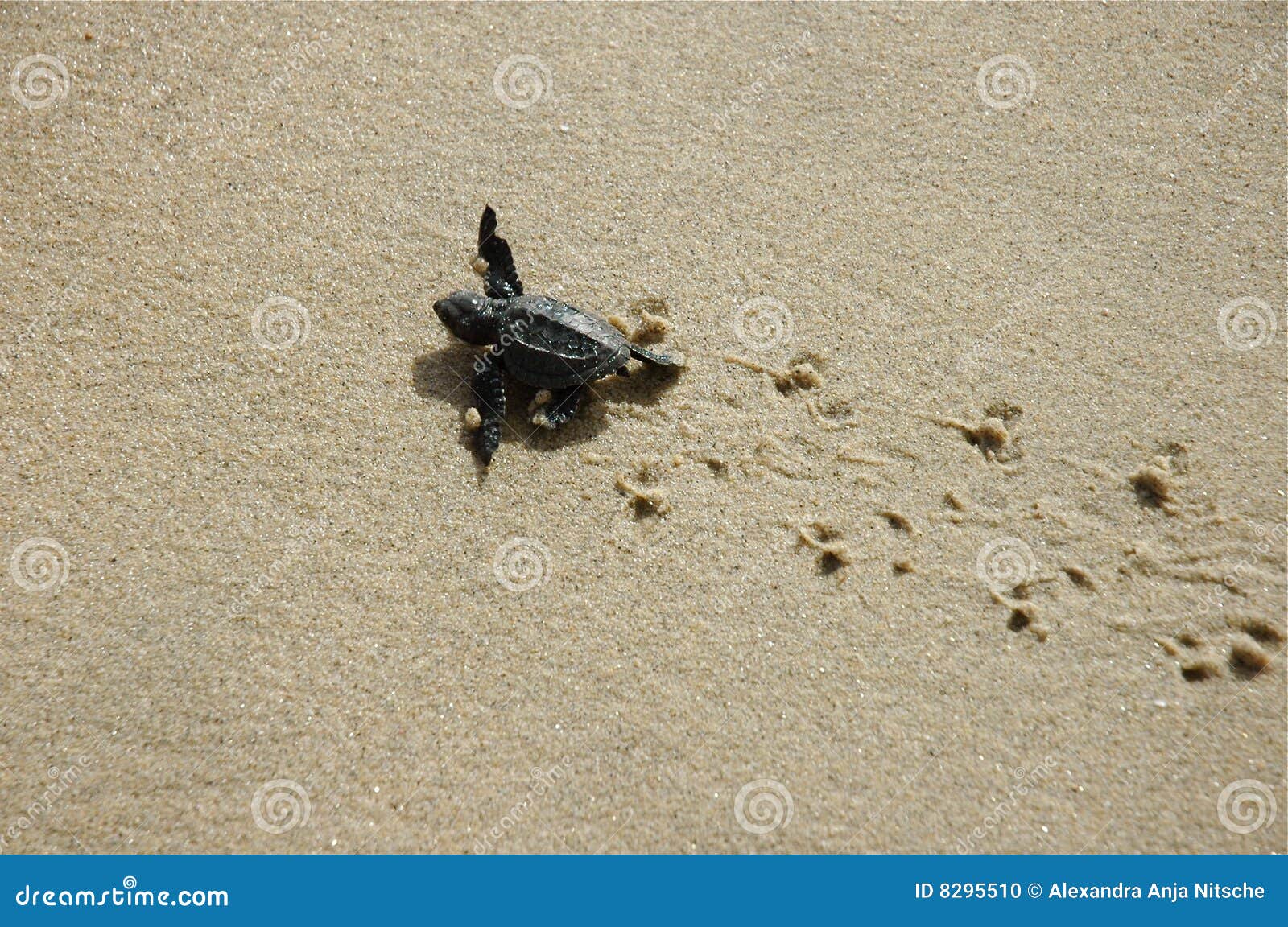 Baby Sea Turtle on Turtle Prints Stock Photo - Image of baby, species ...
