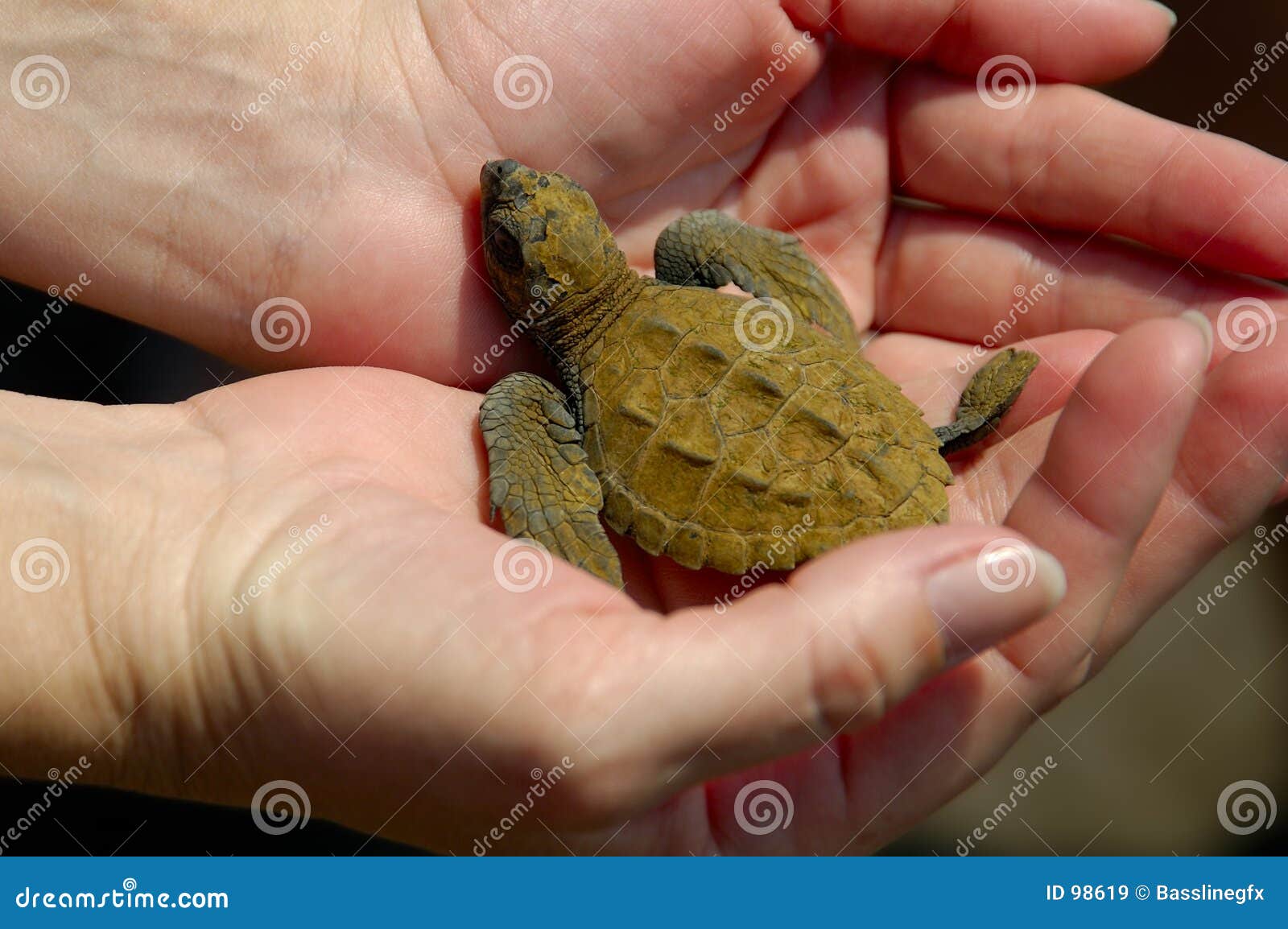 Baby Sea Turtle w/Path stock image. Image of seaturtle, babies - 98619