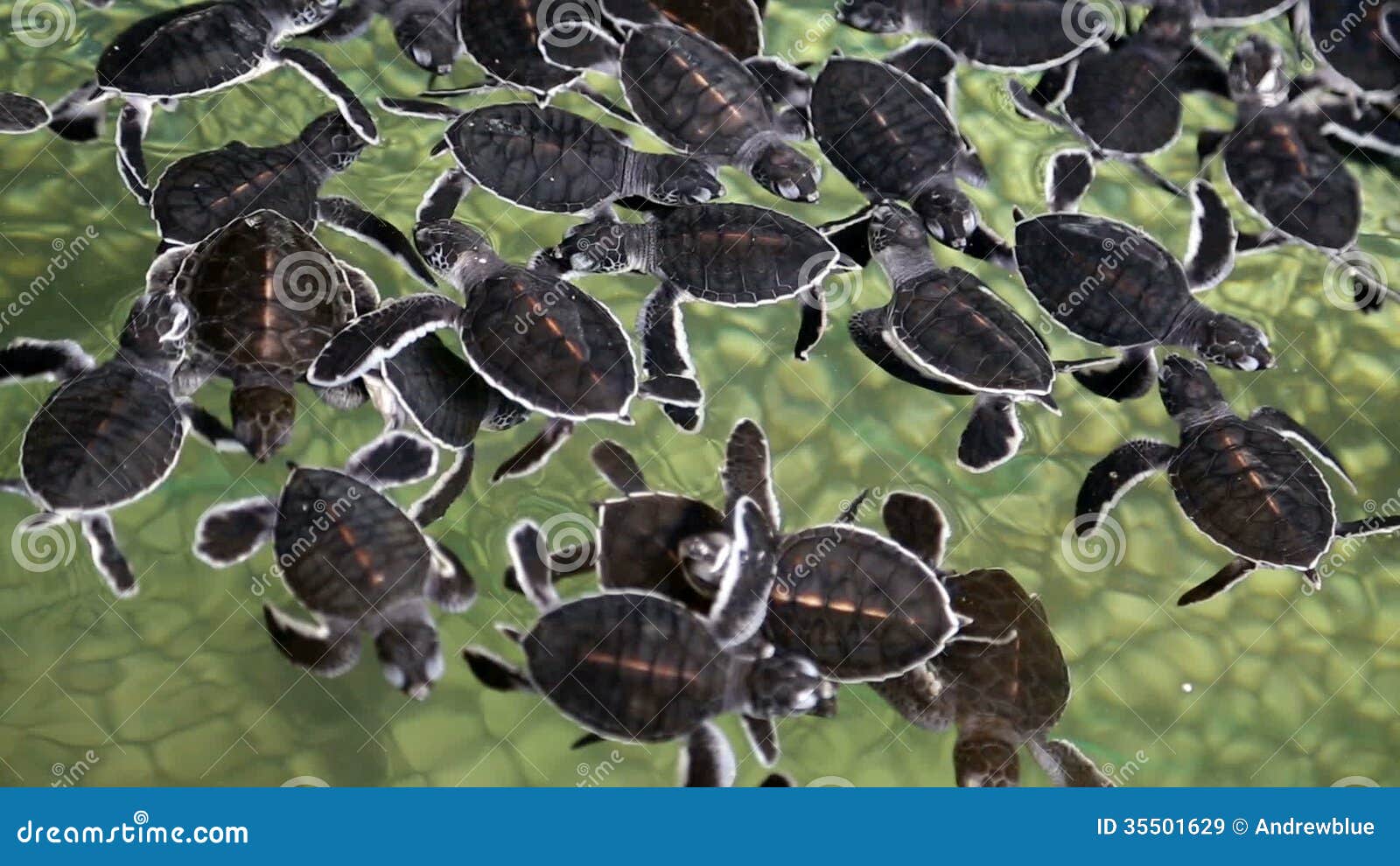 Baby Sea turtles stock video. Video of endangered, attraction - 35501629