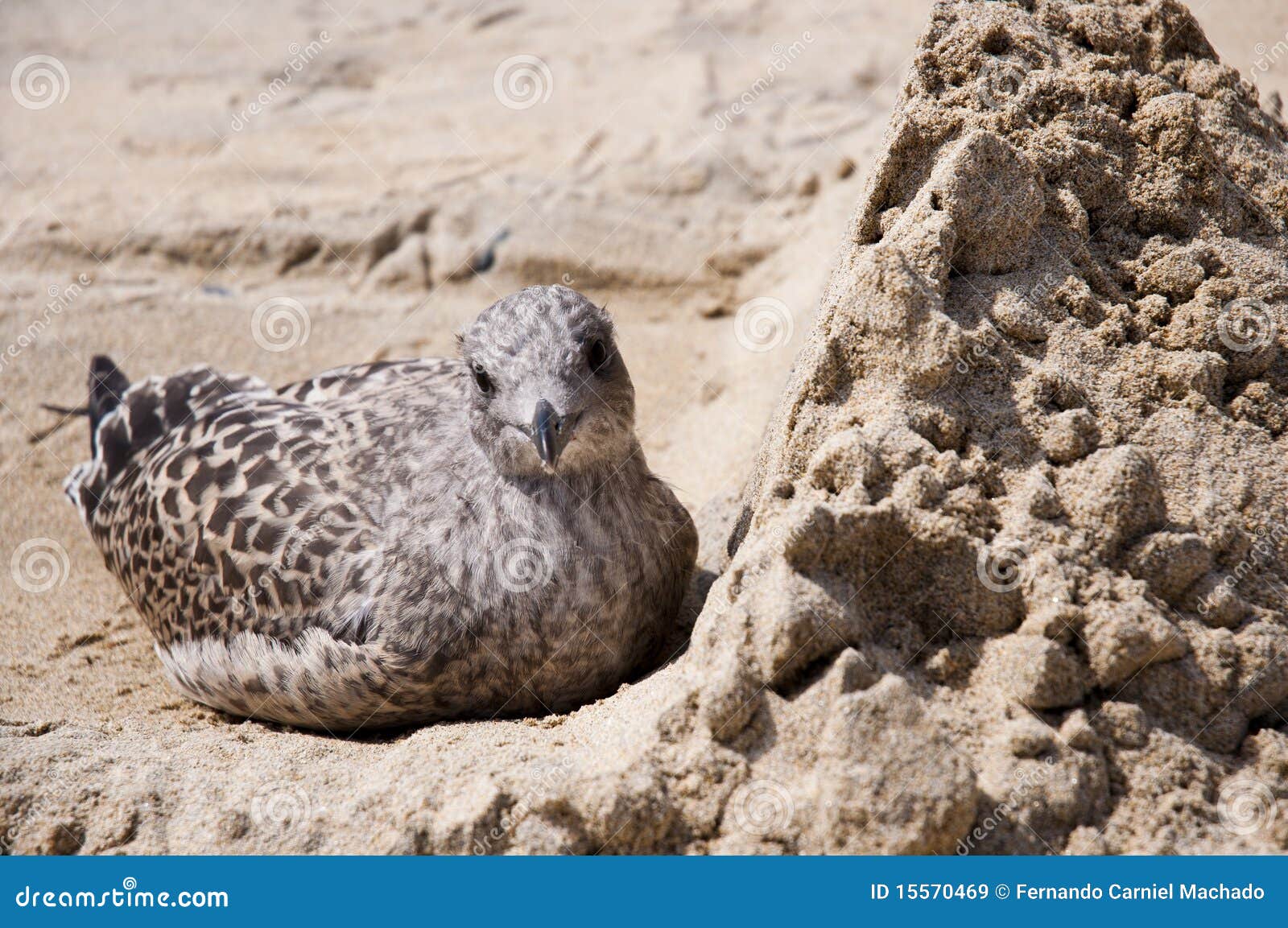 Baby Seagull stock image. Image of young, seagull, warm - 15570469