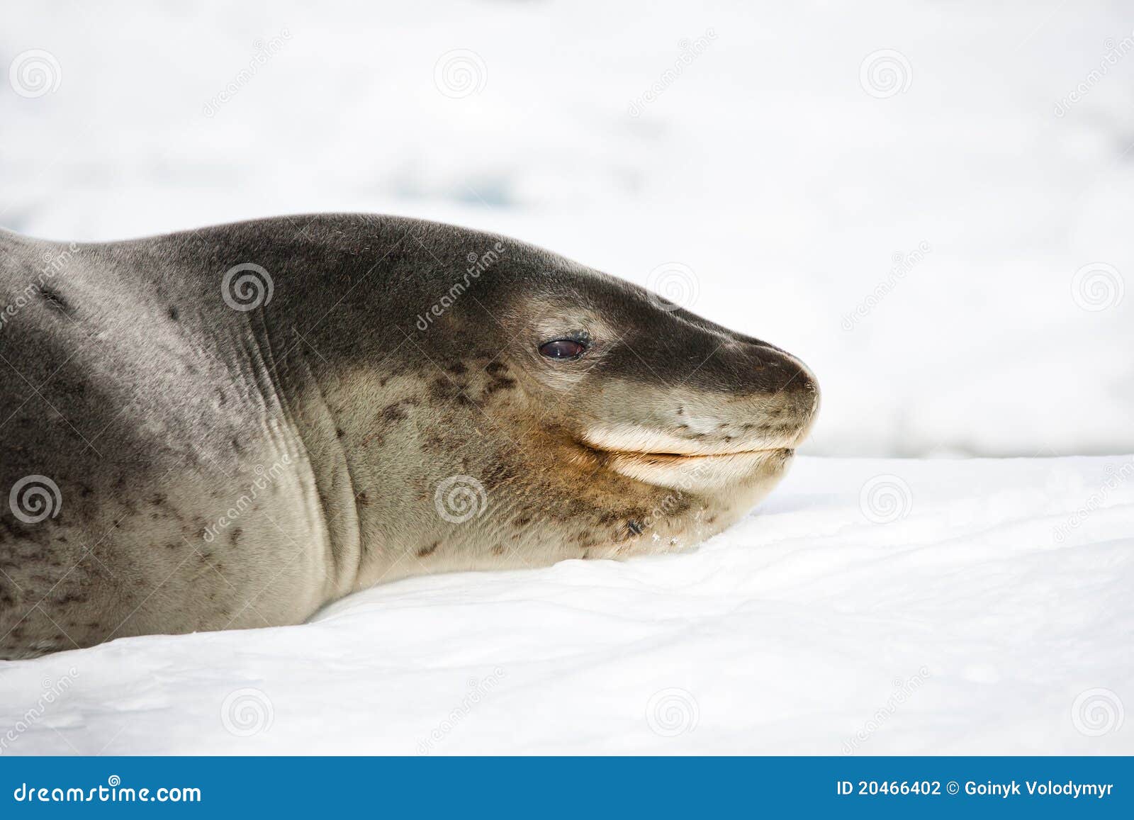 Baby seal stock photo. Image of animal, mammal, nose - 20466402