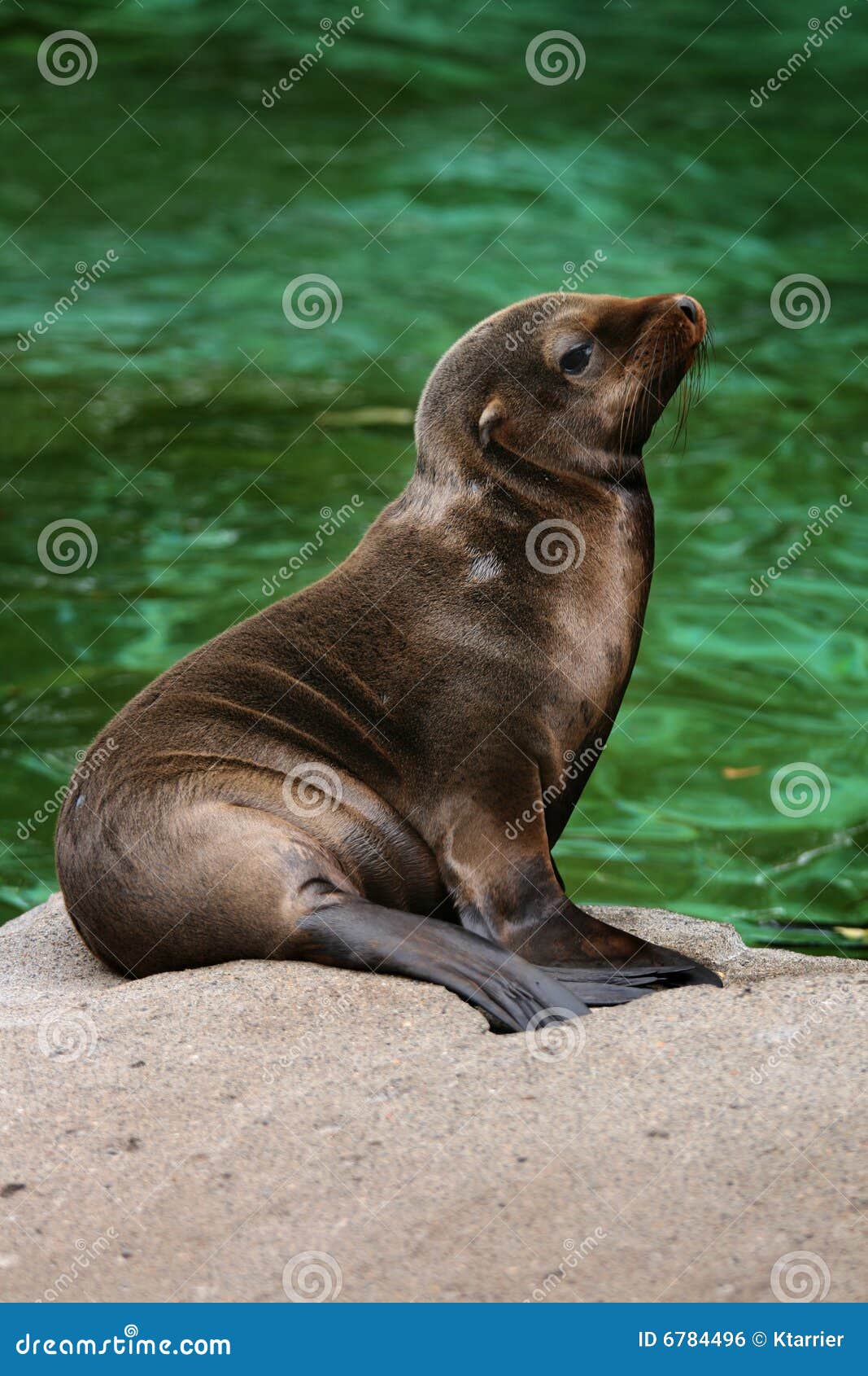 Baby Seal- Cute Young Spotted Seal Taking A Sun Bath Stock Photography ...