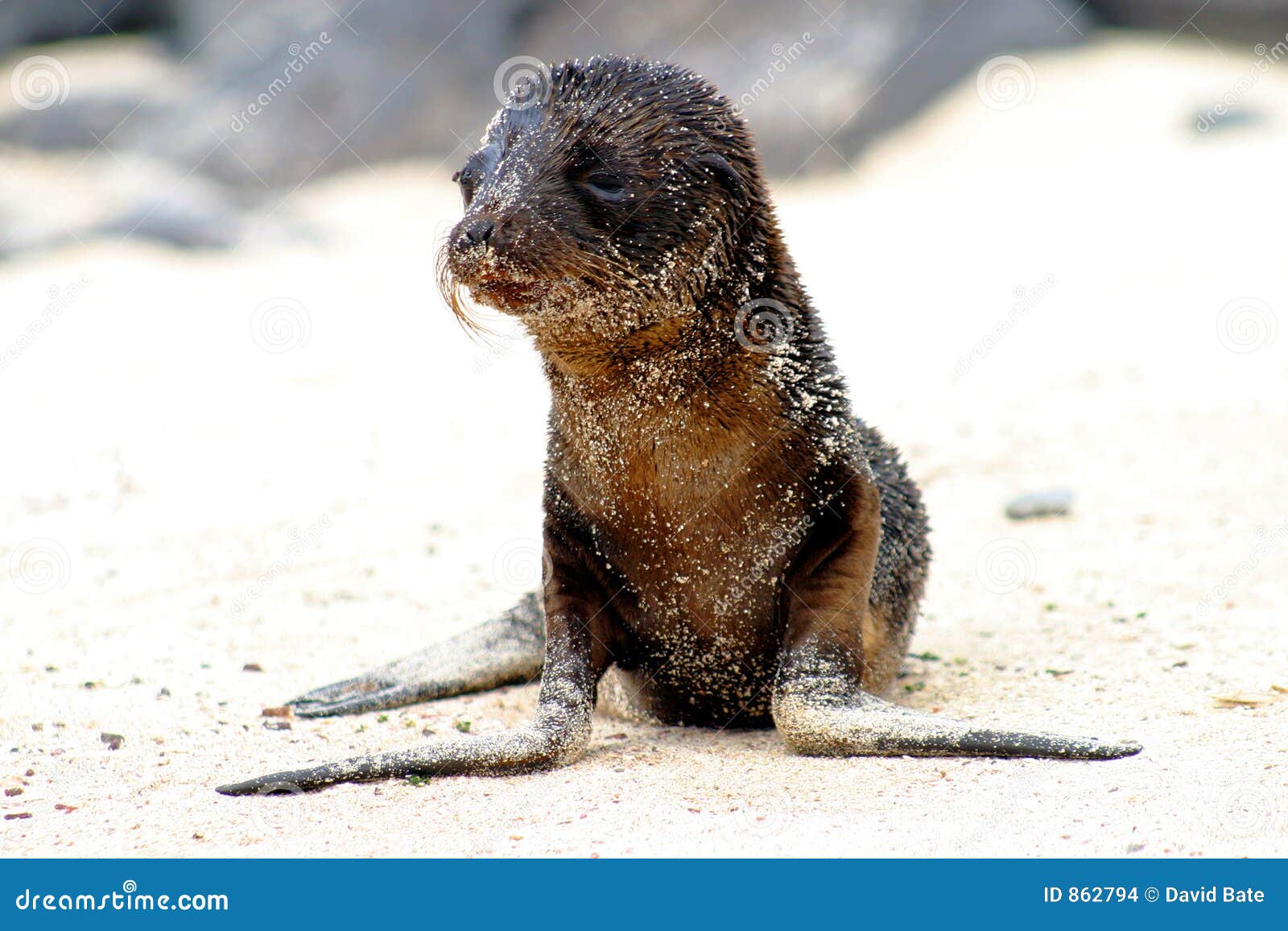 Baby Seal- Cute Young Spotted Seal Taking A Sun Bath Stock Photography ...