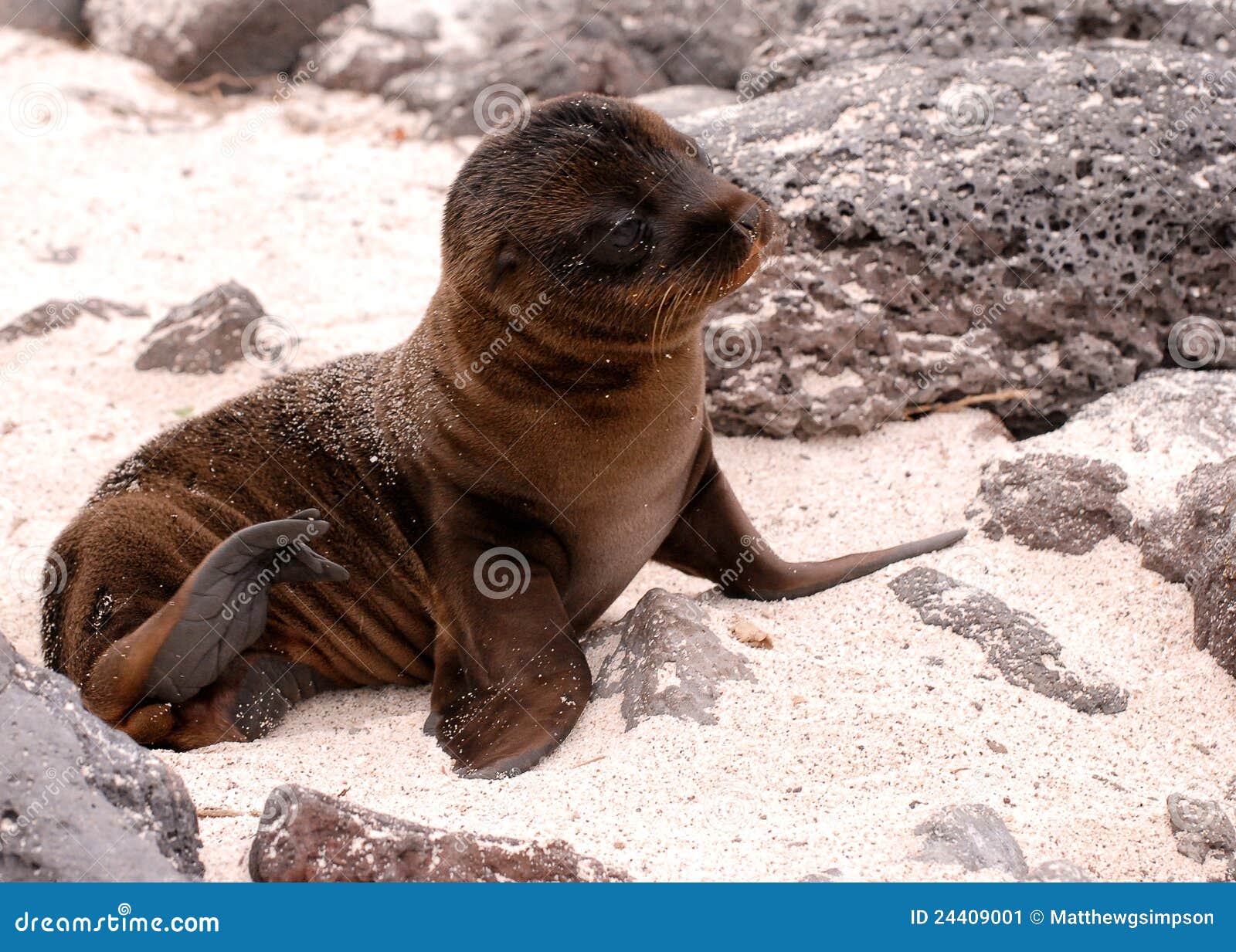 Baby Seal Basking in Sun on Galapagos Islands Stock Image - Image of ...