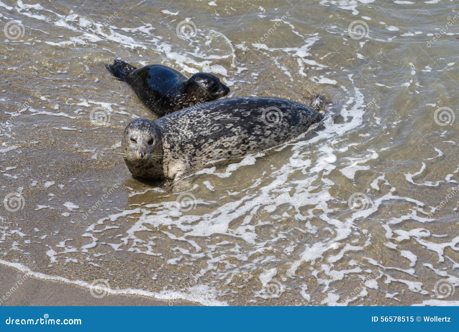 Baby seal and his mother stock image. Image of coast - 56578515