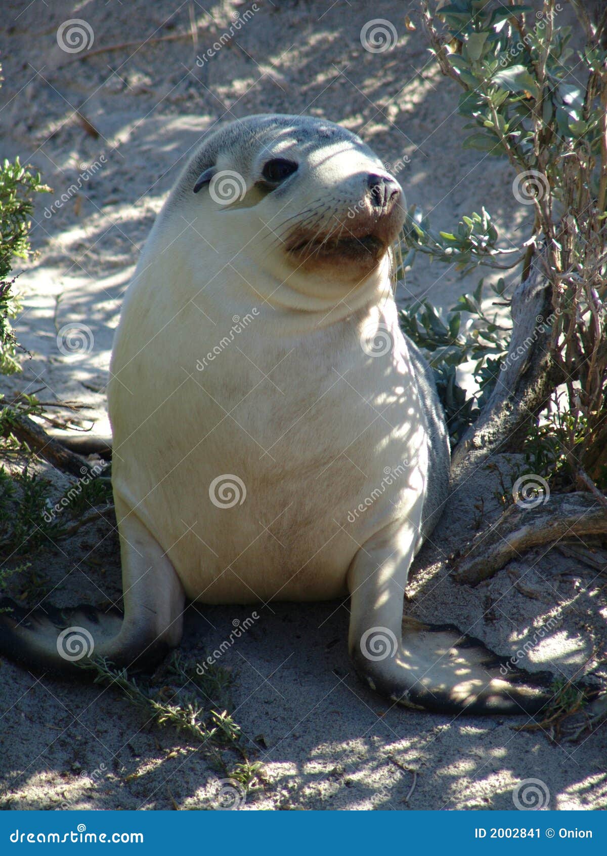 Baby seal on land stock image. Image of exhaustion, heat - 2002841