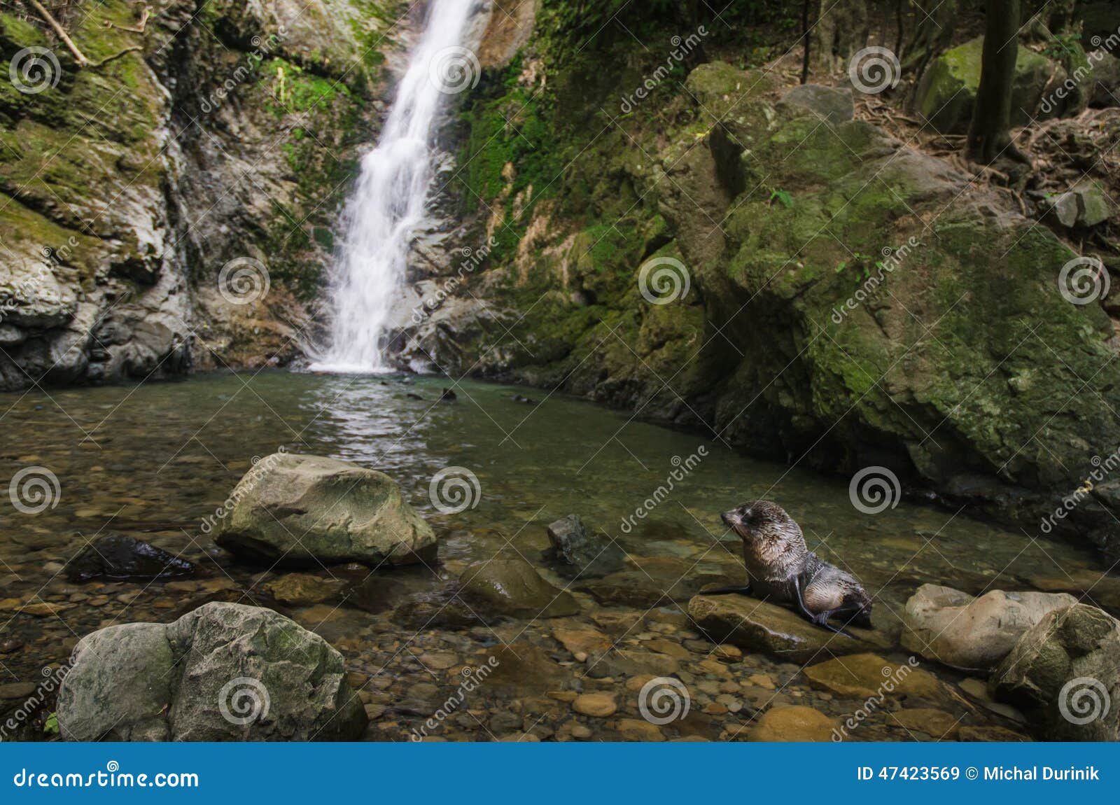 Baby Seal in Natural Forest Pool with Waterfall Stock Image - Image of ...
