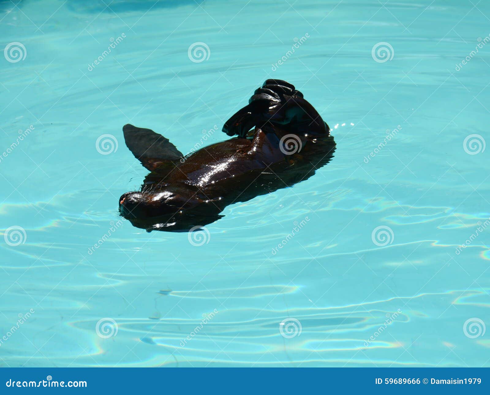 Baby Seal Playing in the Water Stock Photo - Image of joyfully, pool ...
