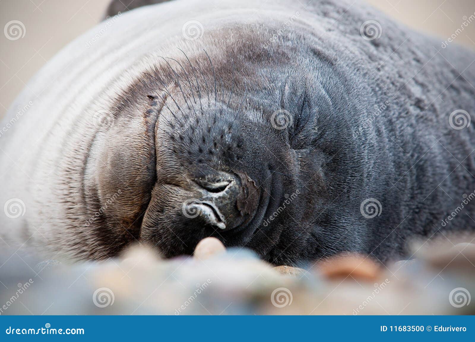 Baby Seal Sleeping stock photo. Image of nature, animal - 11683500