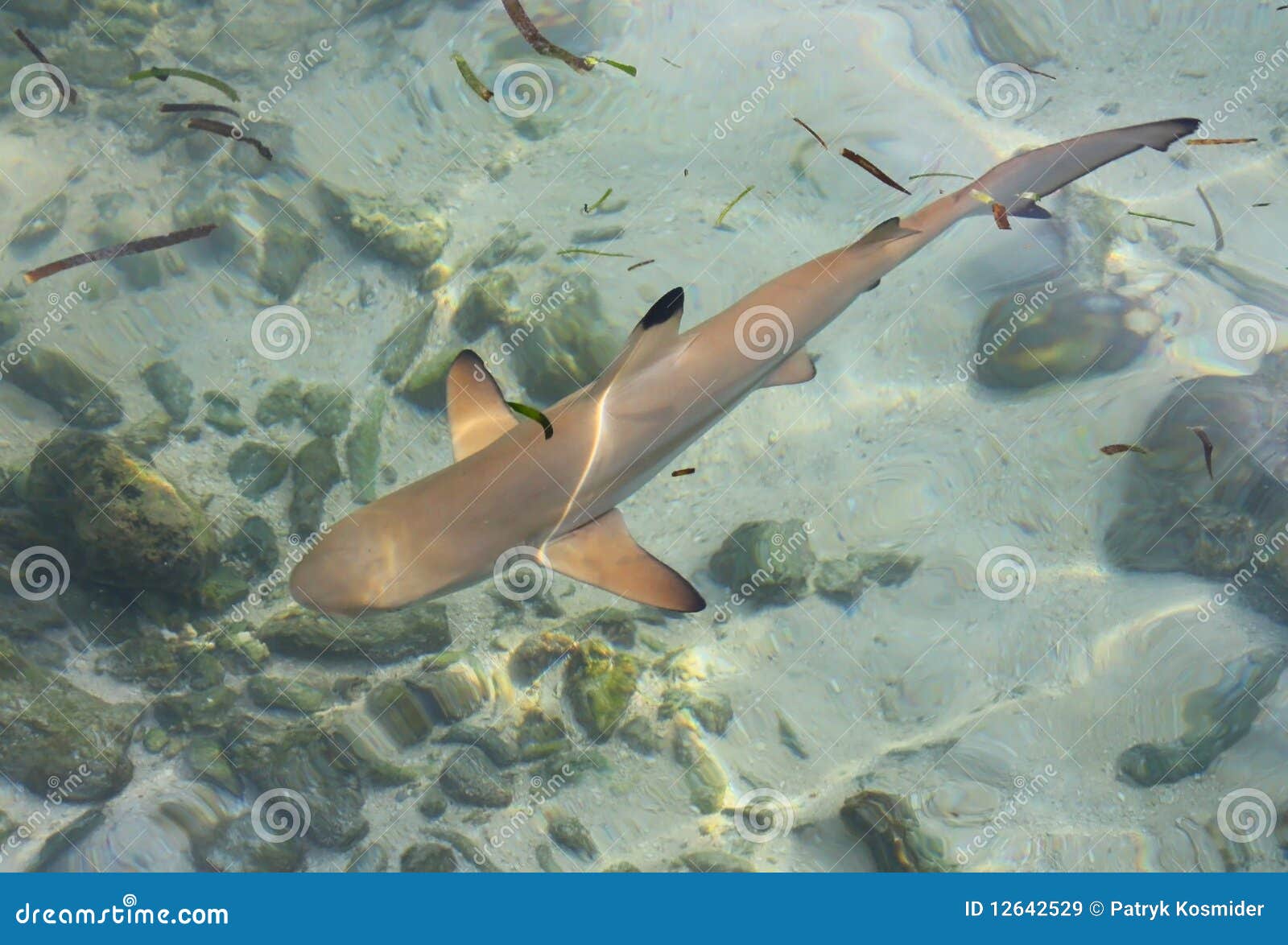 Tiger Shark Baby Stock Photos - Free & Royalty-Free Stock Photos from ...