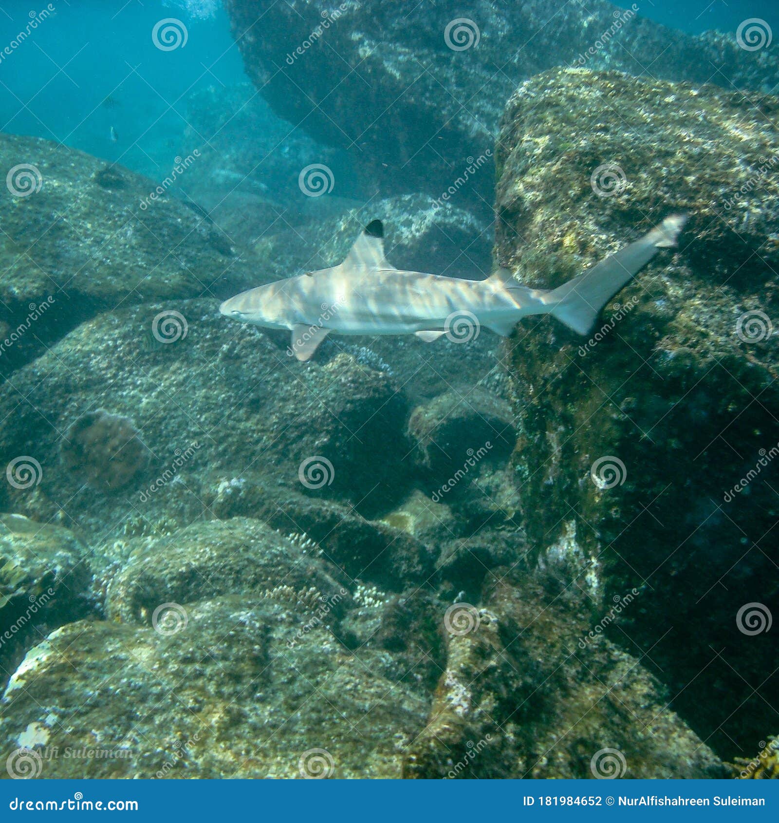 Baby Shark at the Shark Bay Stock Photo - Image of marine, baby: 181984652