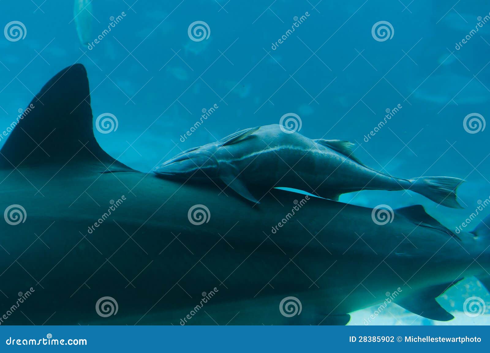 Baby Shark on Mother S Back Stock Photo - Image of swim, mother: 28385902