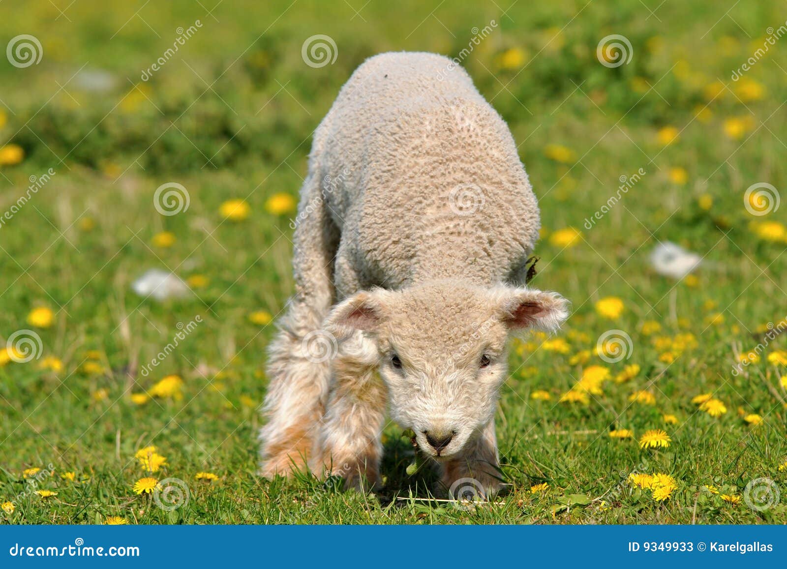 Baby Sheeep Picture. Image: 9349933