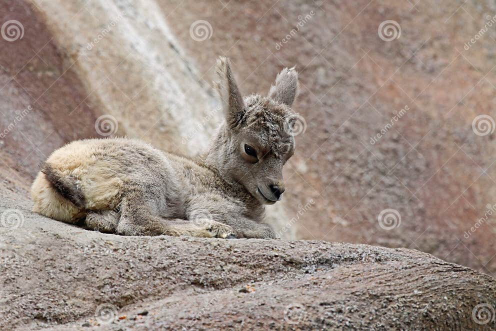 Baby sheep stock image. Image of baby, lamb, watchful - 19122001