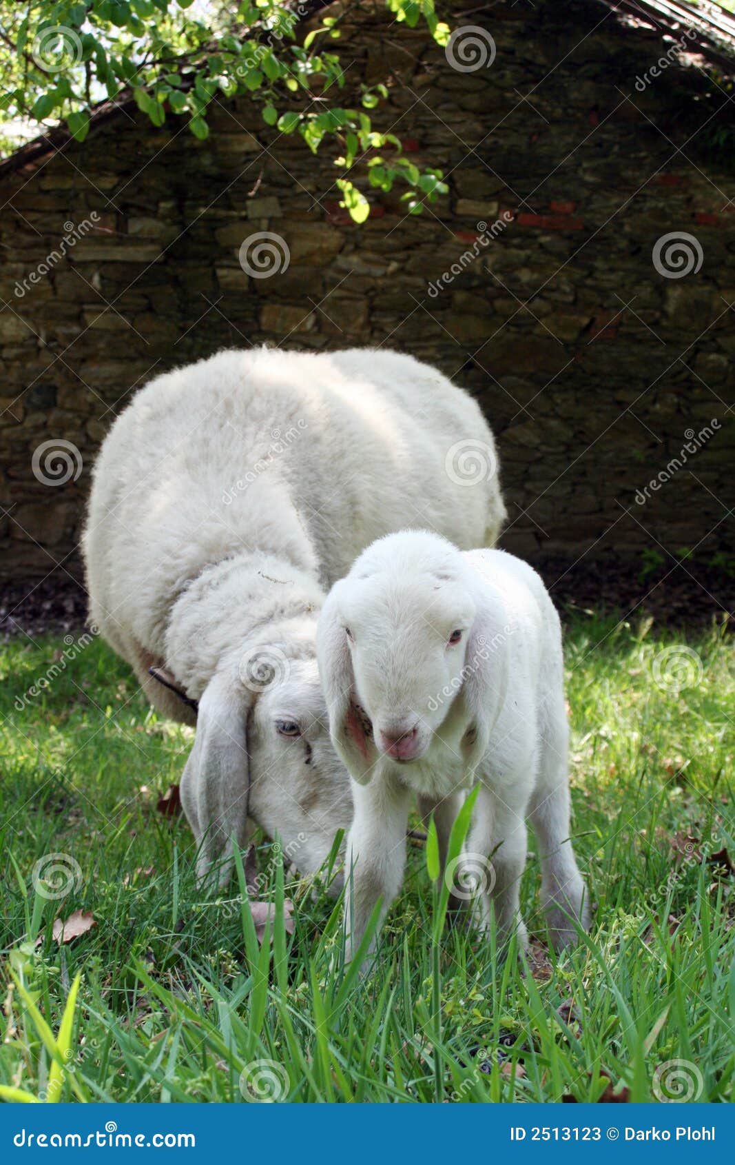 Baby Sheep Picture. Image: 2513123
