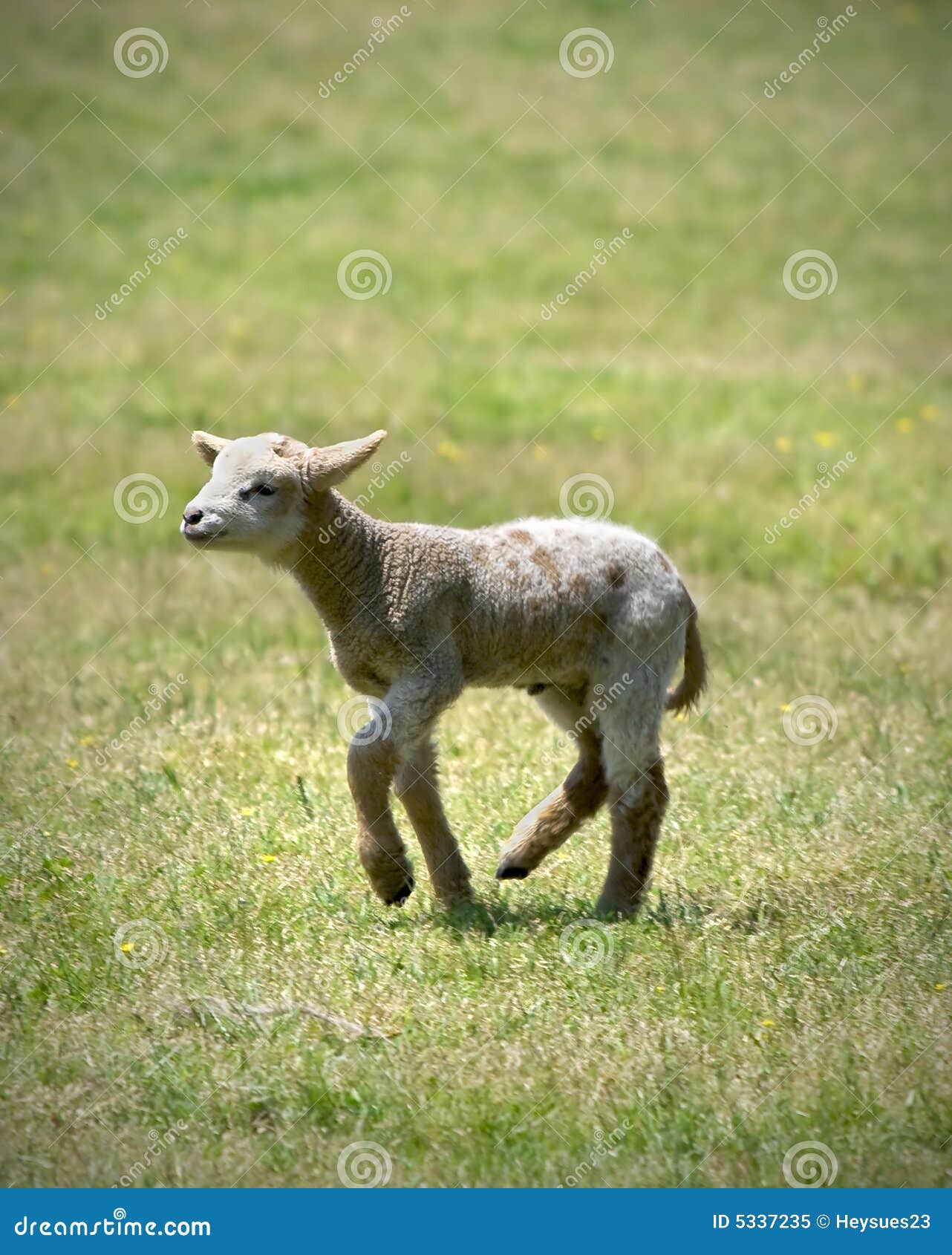 Baby Sheep Running On The Green Field Of Grass Royalty-Free Stock Image ...