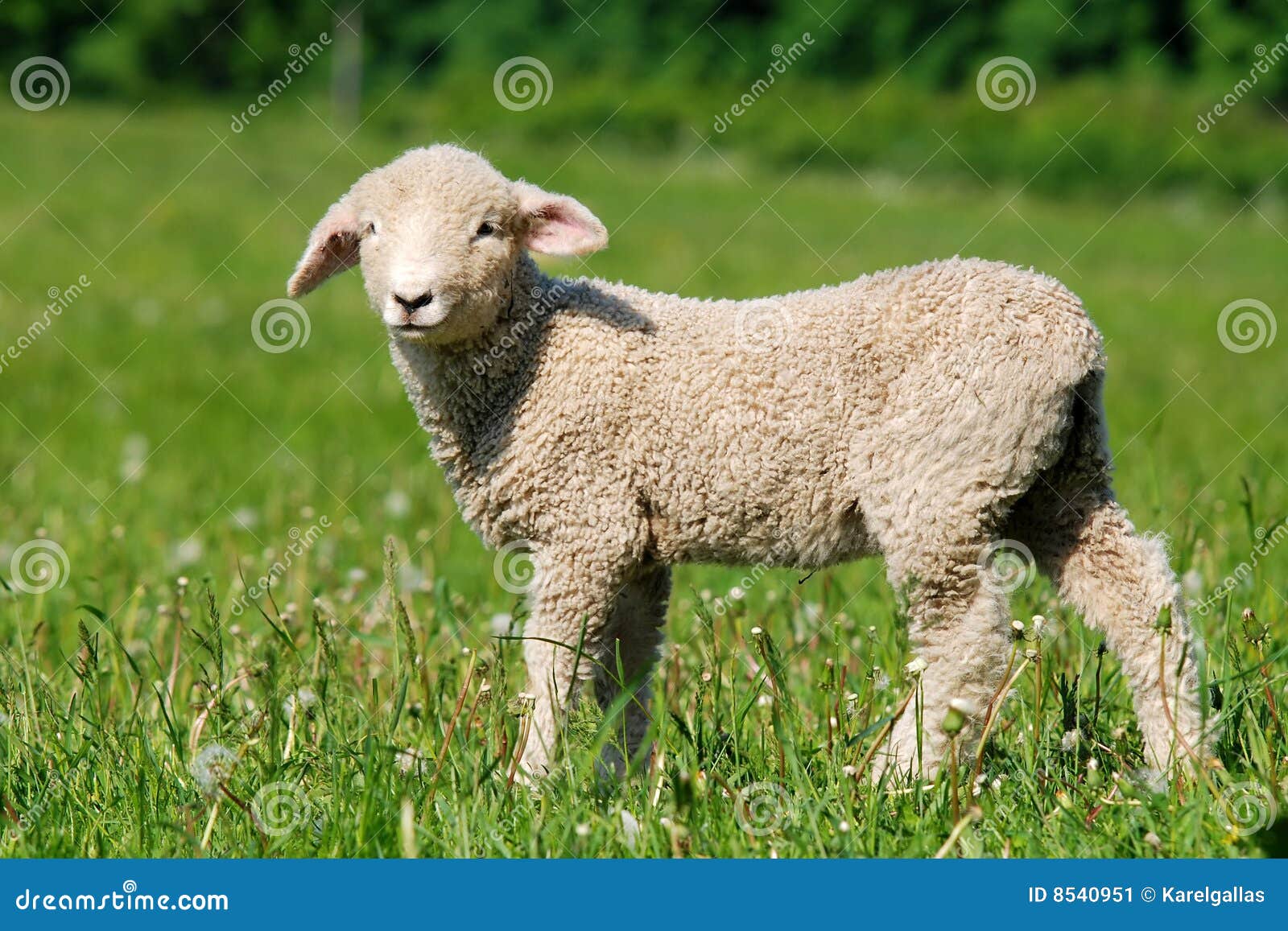 Baby sheep stock image. Image of mammal, naive, naivety - 8540951