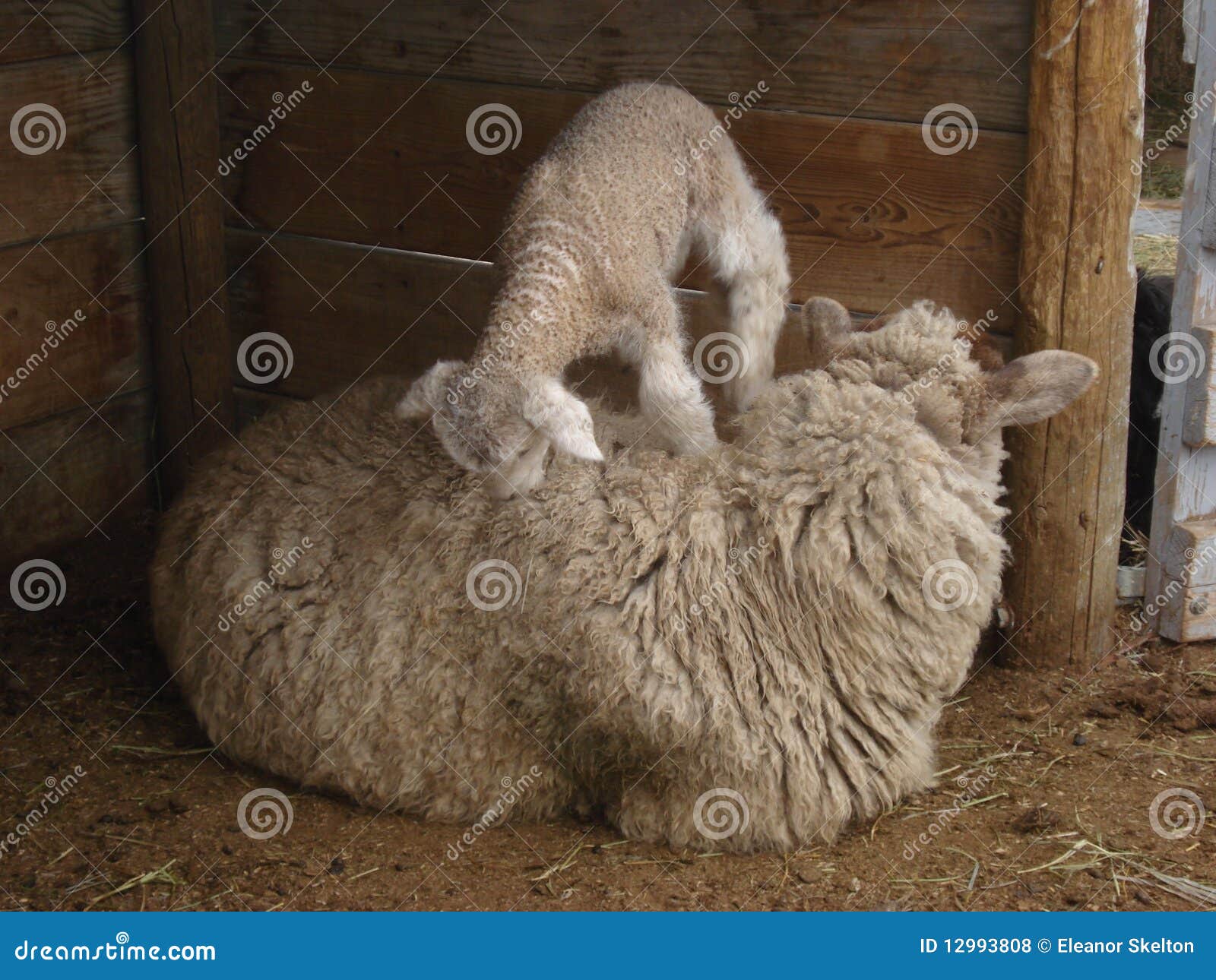 Baby sheep climbing mother stock photo. Image of maternal - 12993808