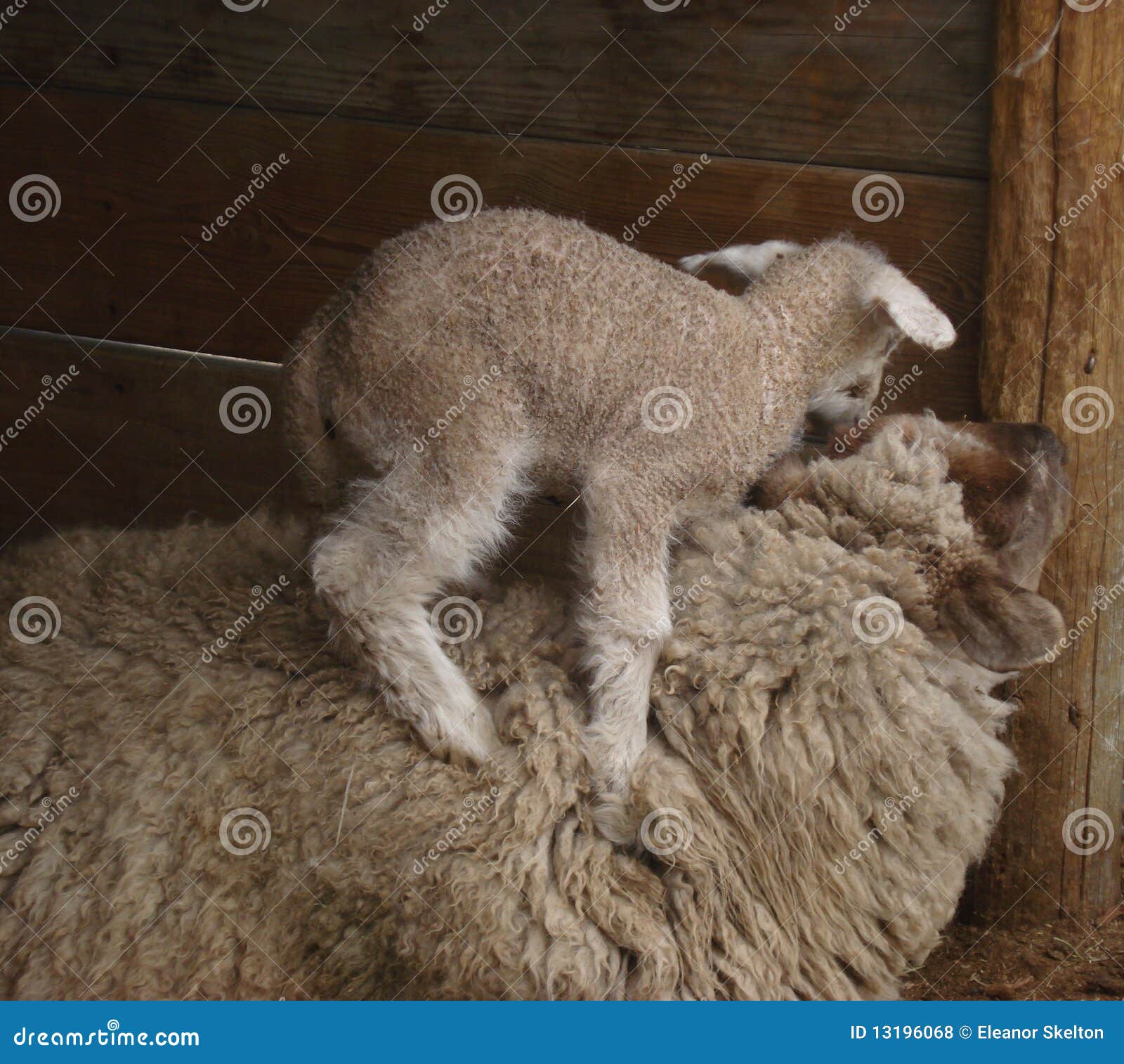 Baby sheep climbing mother stock photo. Image of lamb - 13196068