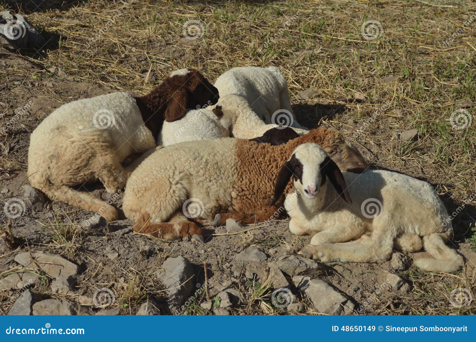 Baby sheep on the ground stock image. Image of lamb, farm - 48650149