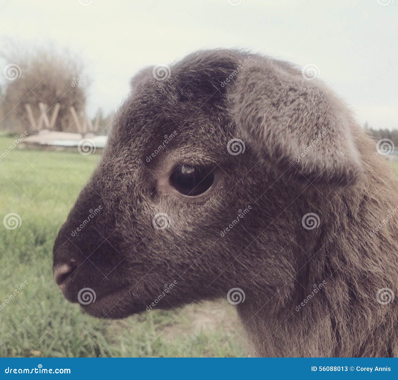 Baby sheep stock image. Image of cute, sheep, baby, animal - 56088013