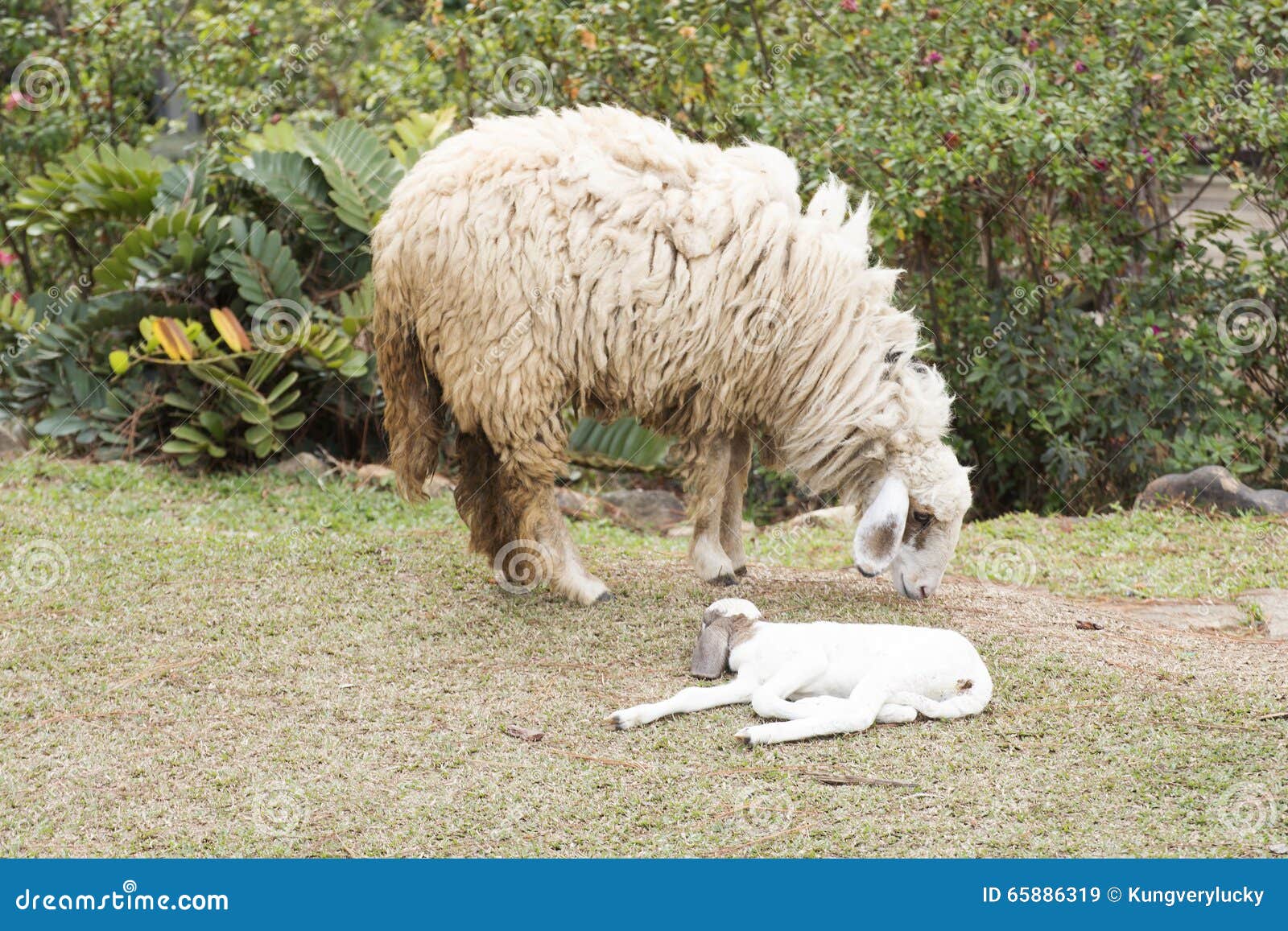 Baby Sheep and Mother Sheep Stock Image - Image of food, agriculture ...