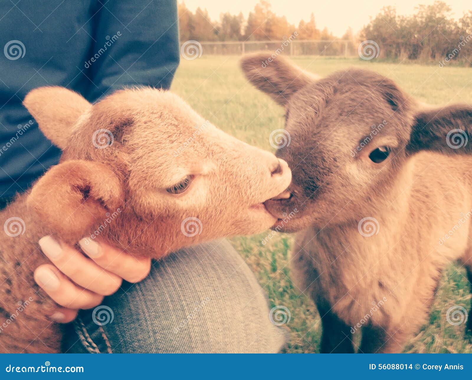 Baby Sheep stock photo. Image of outside, little, playing - 56088014