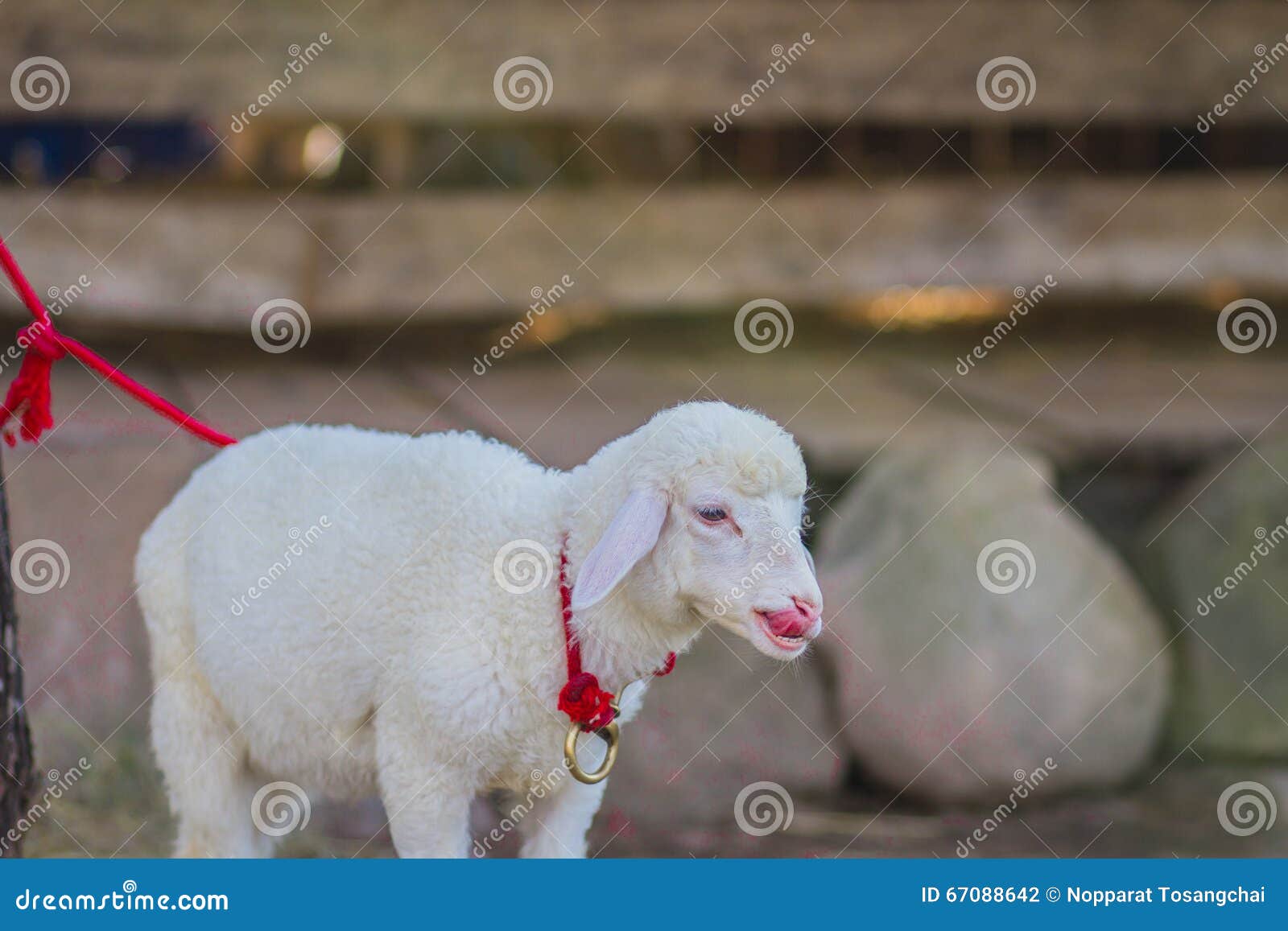 Baby sheep stock photo. Image of outdoor, sheep, small - 67088642