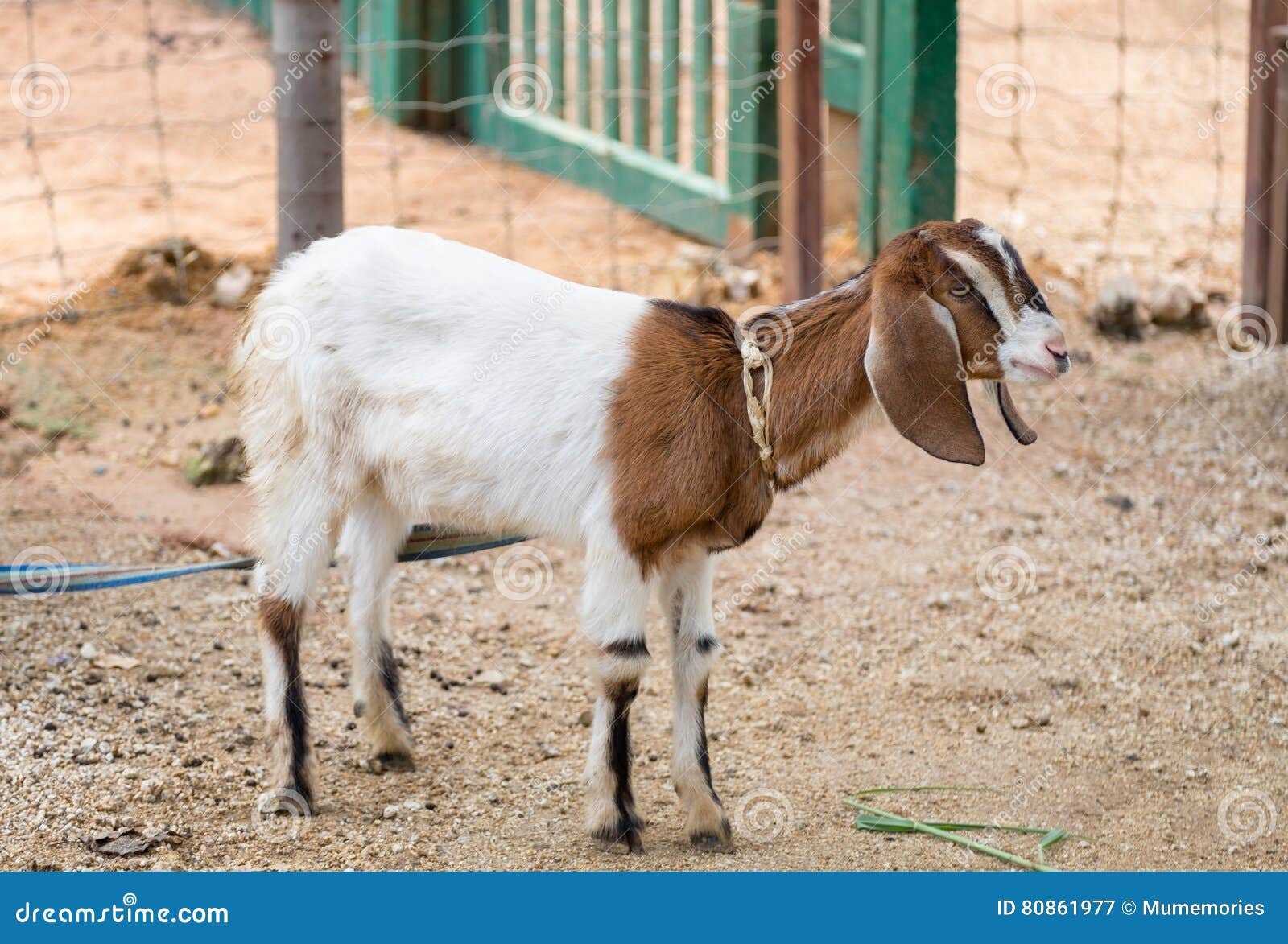 Baby sheep tie stock image. Image of mammal, beauty, baby - 80861977