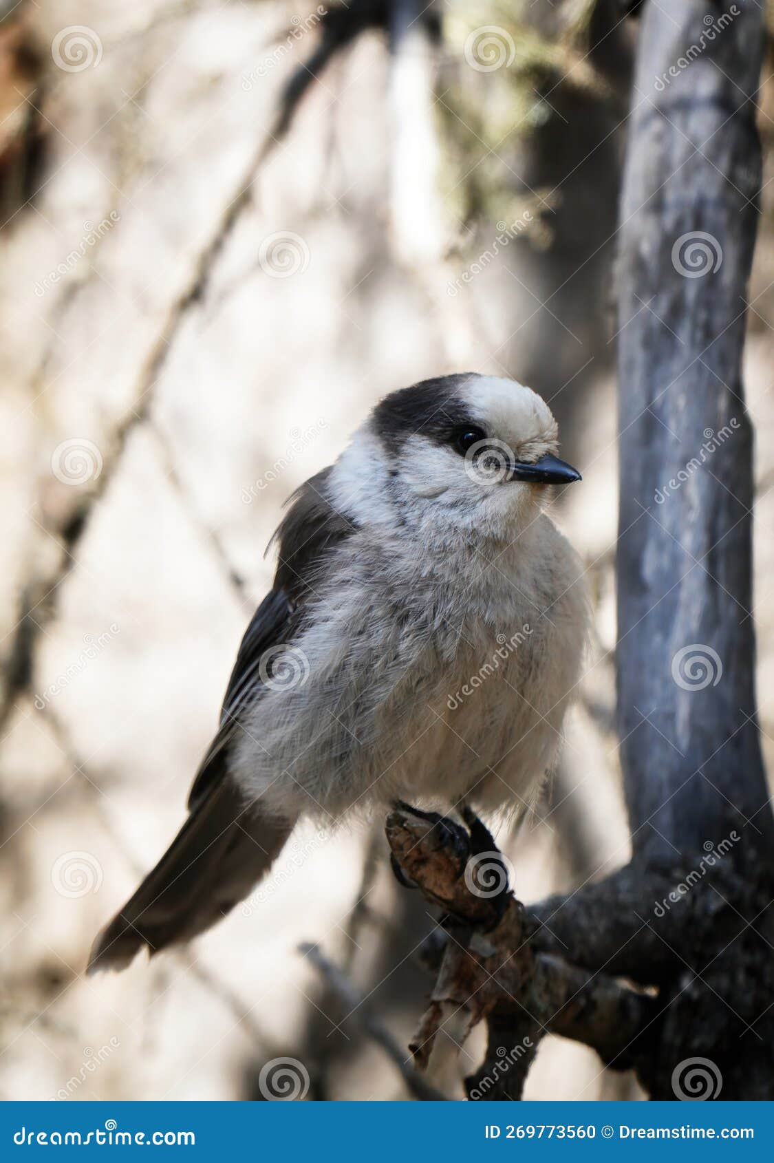 Baby Shrike Canada stock photo. Image of tree, grey - 269773560