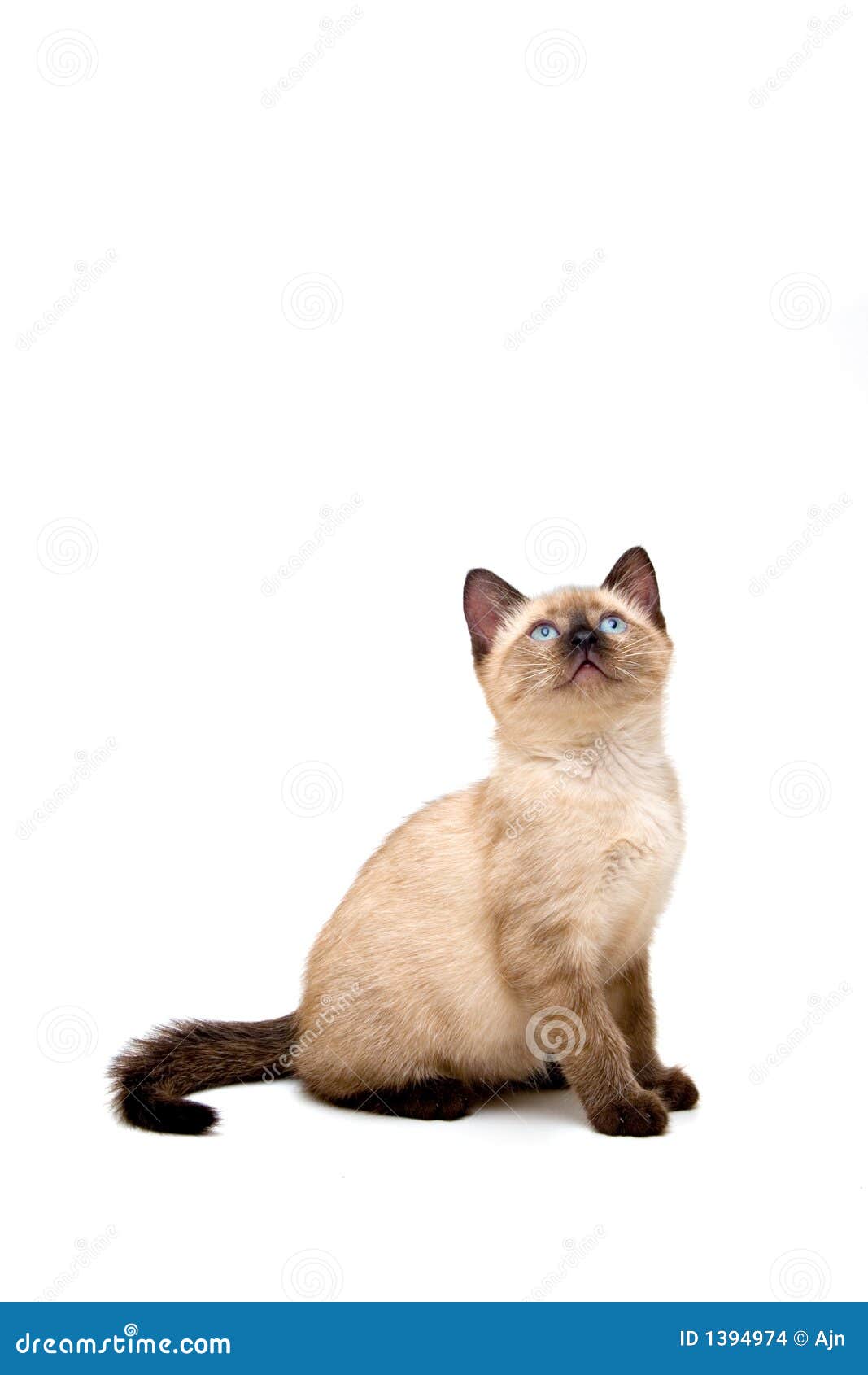 Cute Baby Siamese Cats