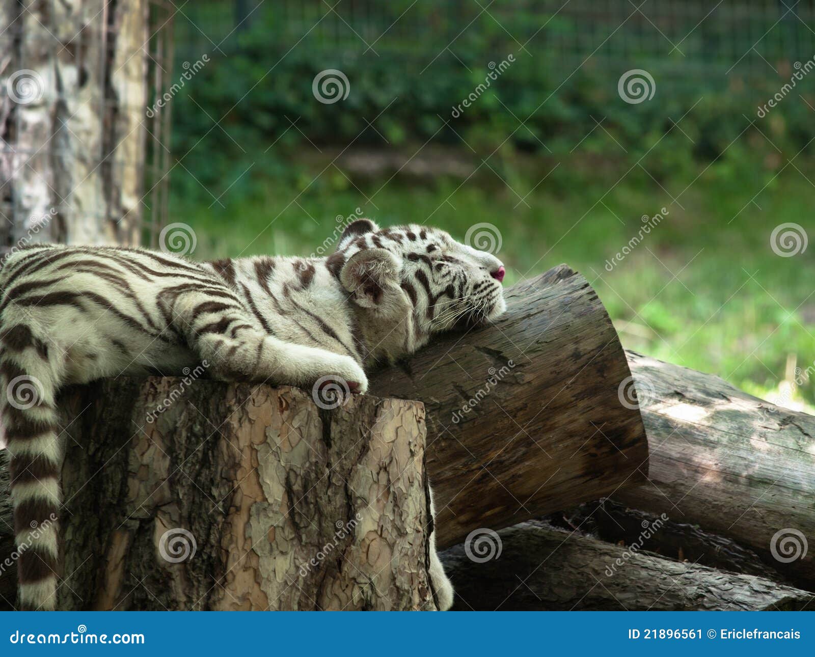 Baby Siberian Tiger Resting on Tree Trunk Stock Image - Image of ...