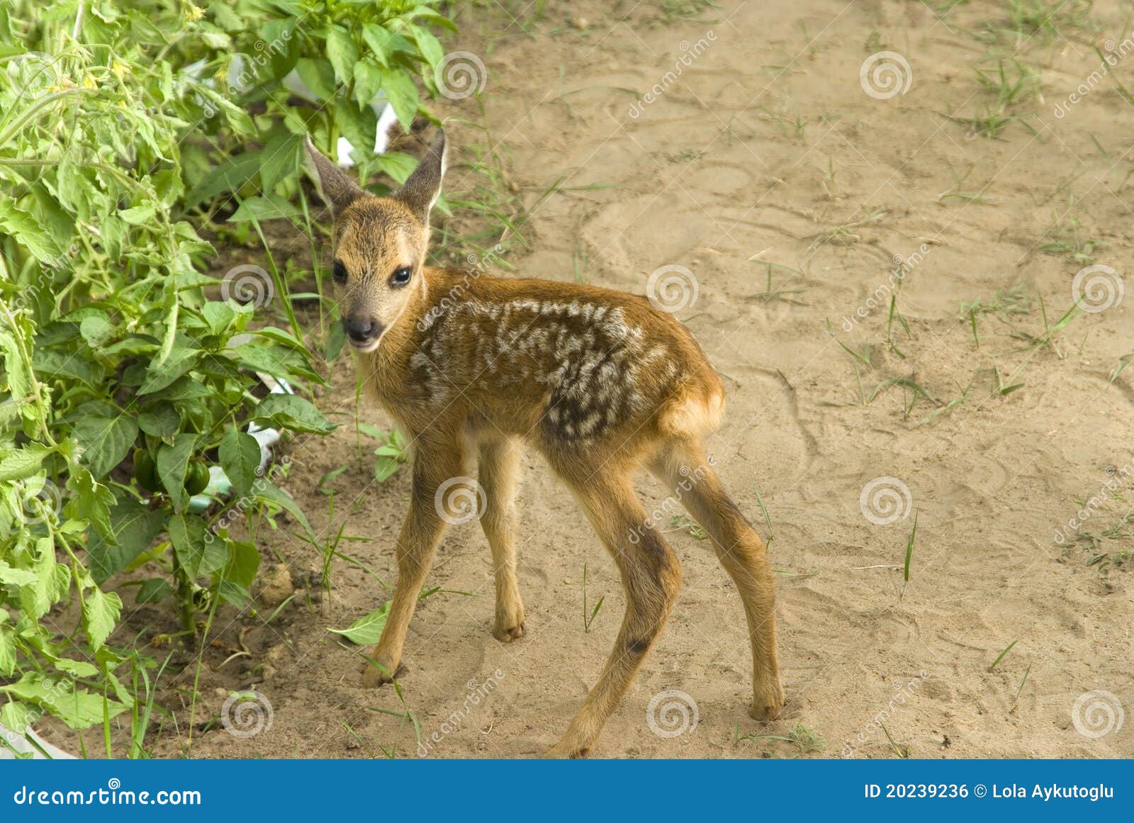 Baby sika deer stock photo. Image of feed, environment - 20239236