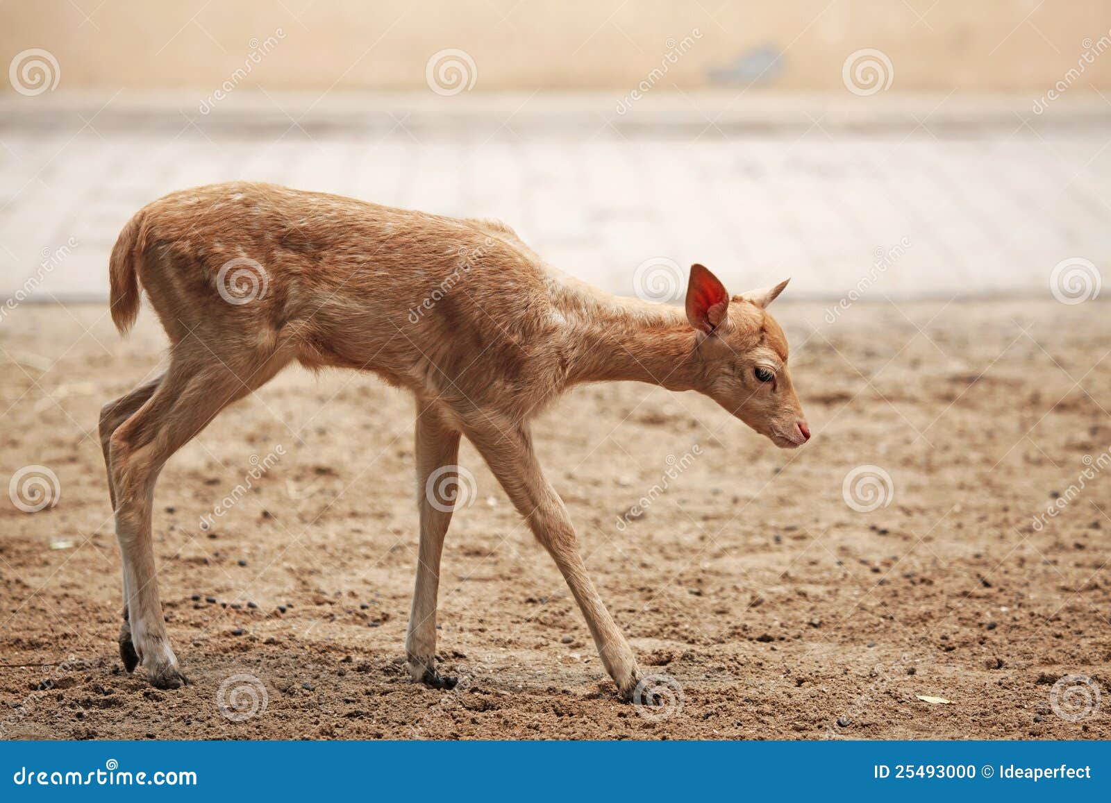 Baby Sika Deer With White Spots At Wildlife Zoo Stock Photography ...