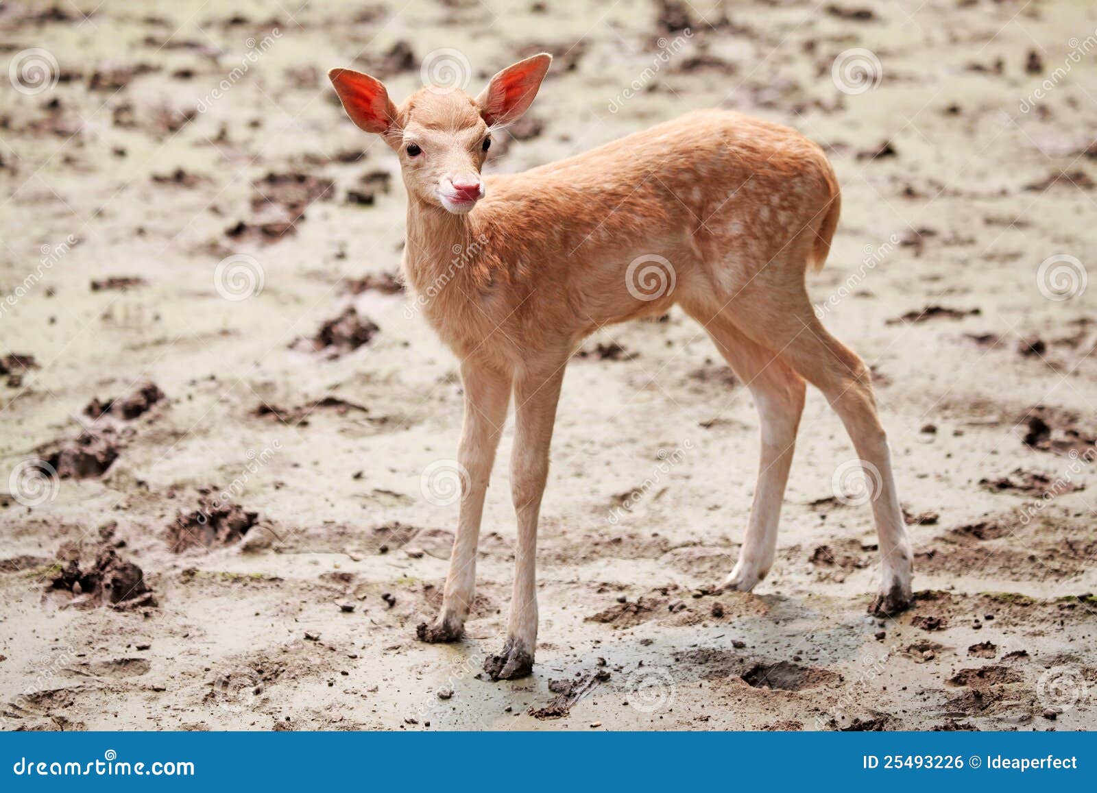 Baby Sika Deer