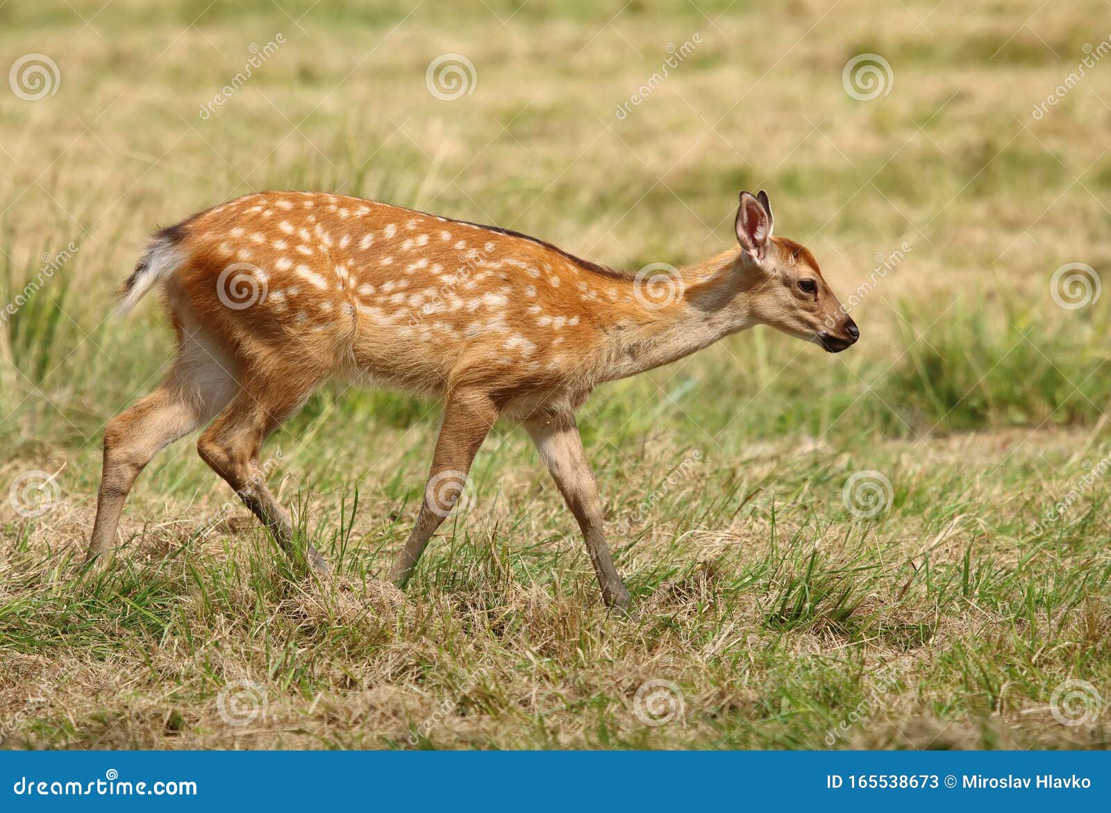 Baby Sika Deer Royalty-Free Stock Image | CartoonDealer.com #30220654