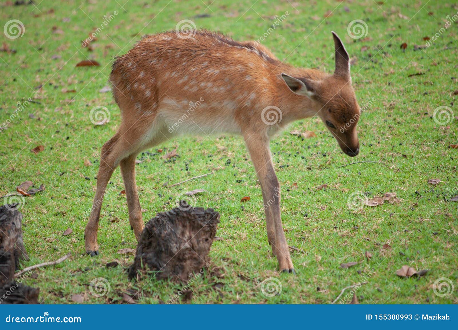 Young sika deer stock image. Image of forest, habitat - 155300993